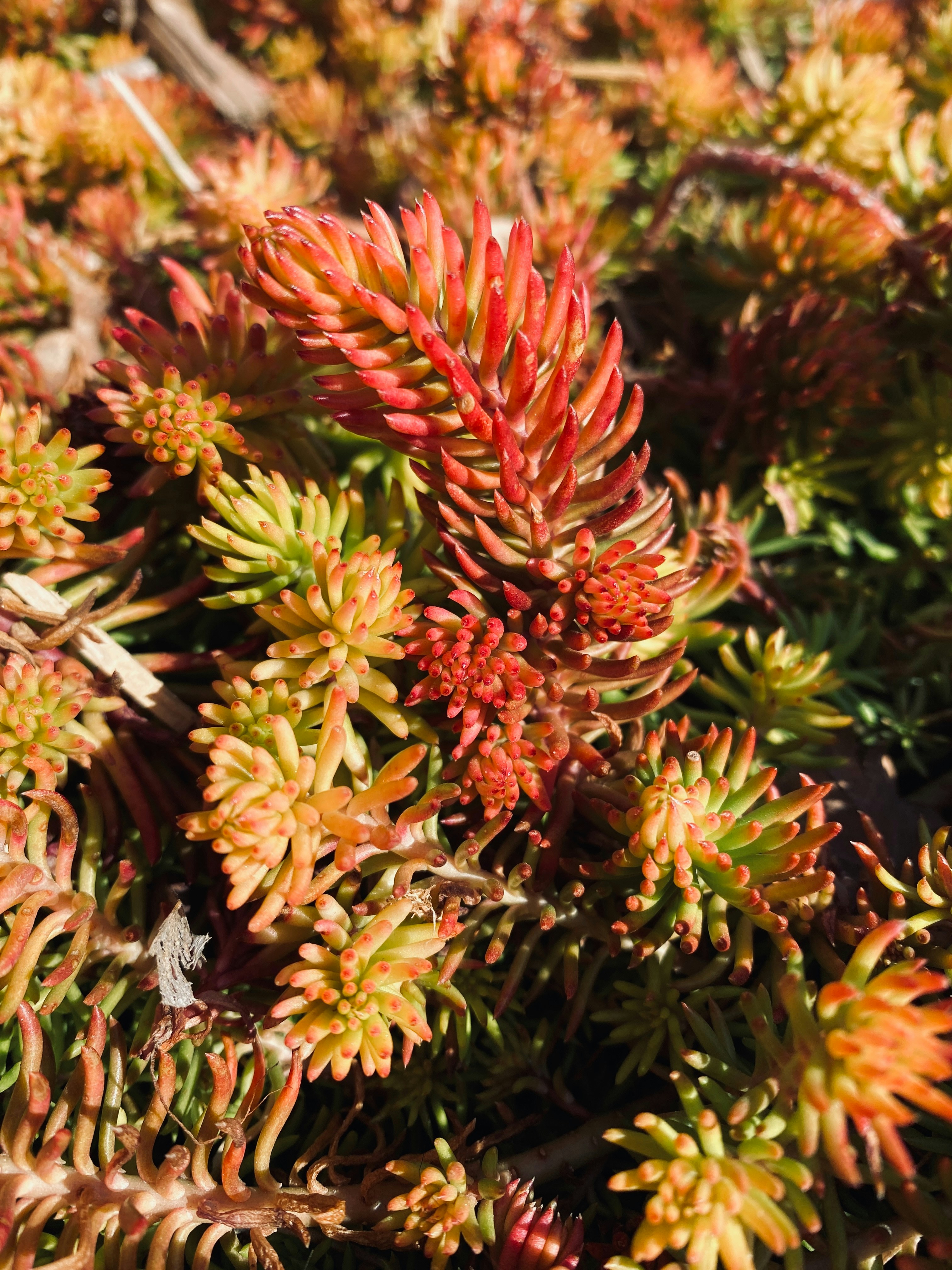 Rosy Spires in Sunlit Tangle