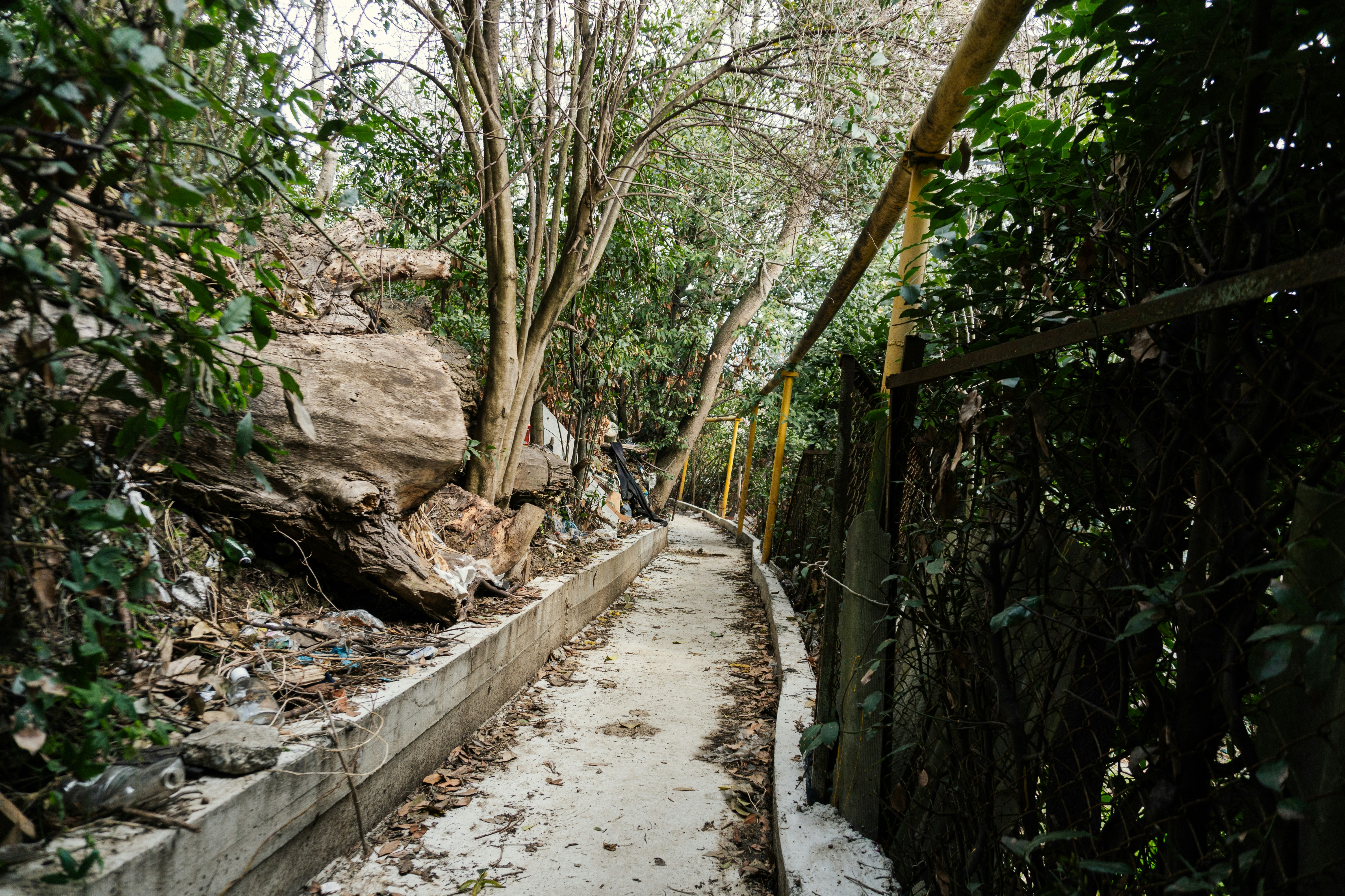 Between Fences and Foliage: A Quiet Path Through an Urban Garden Corridor