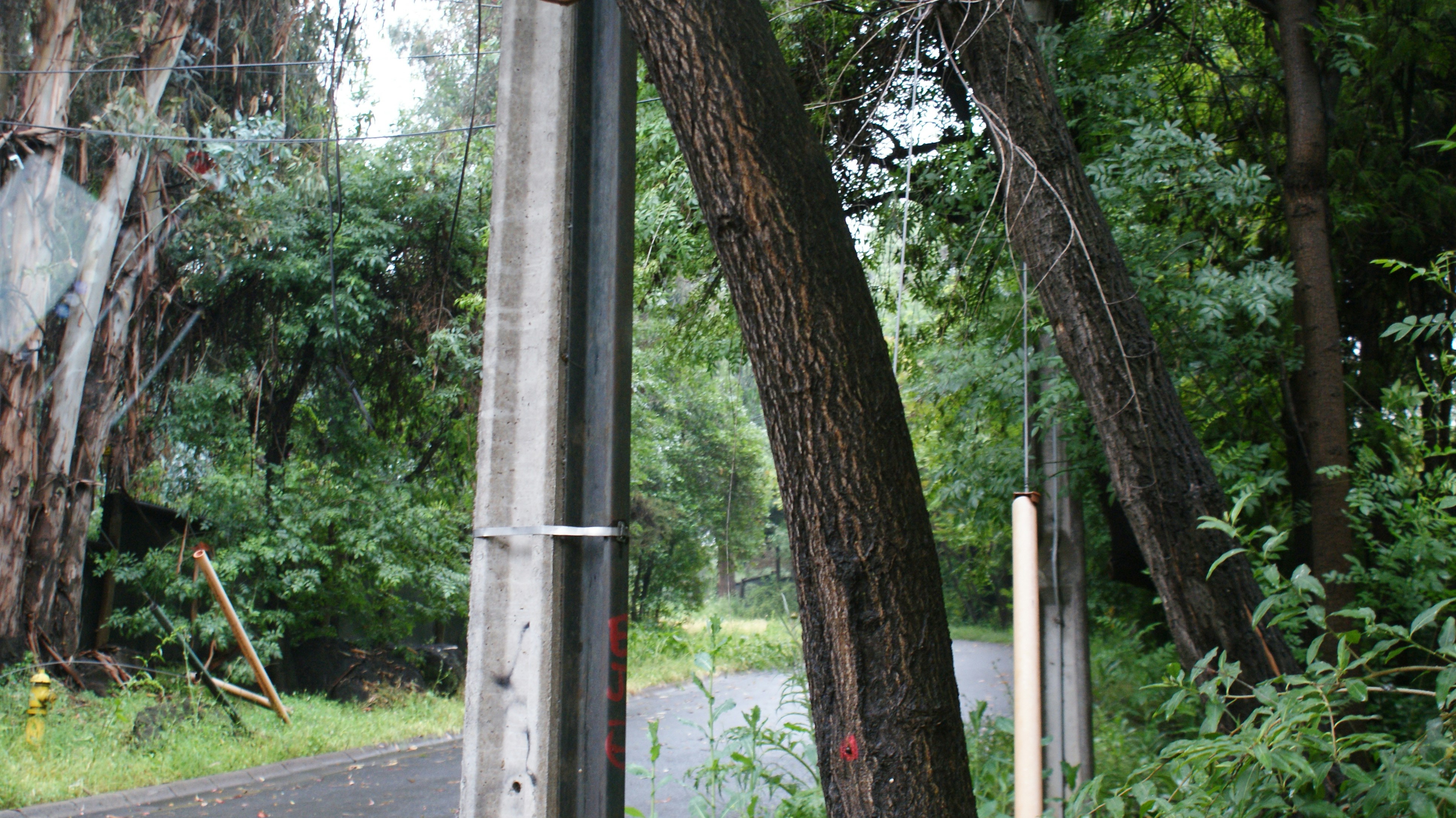 Sentinel Trunk and Steel Poles Framing a Quiet Park Path
