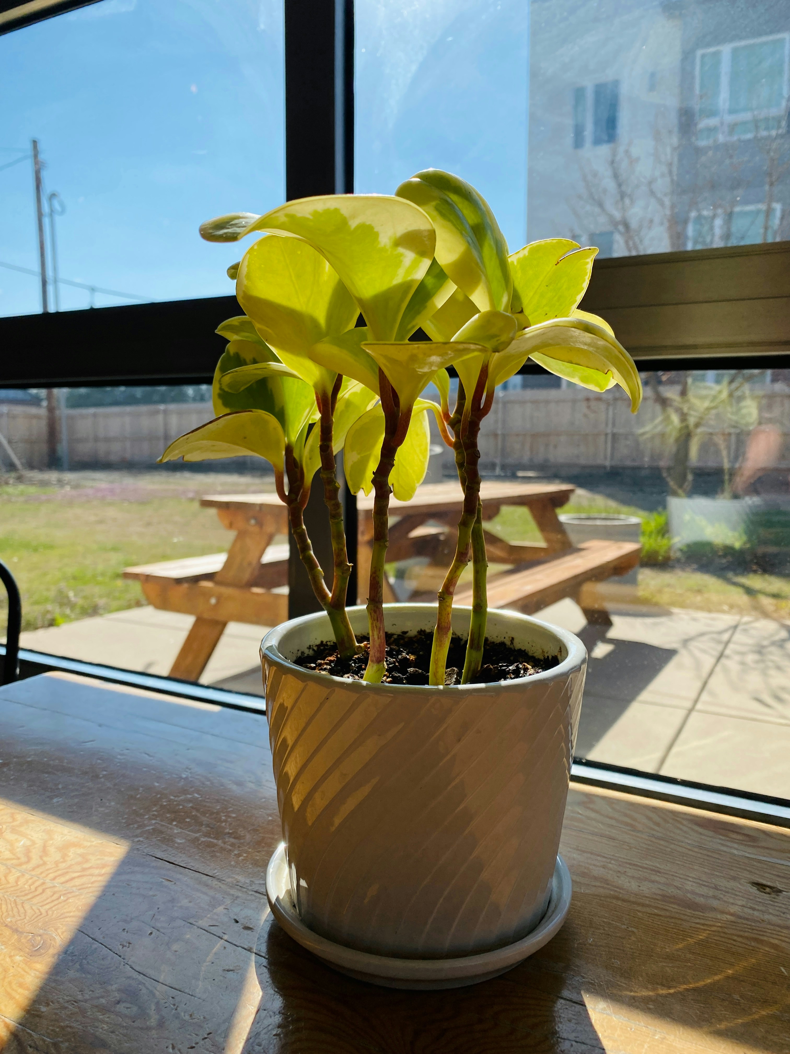 Sunlit Tender Leaves: A Petite Plant Reaching Toward Window Light