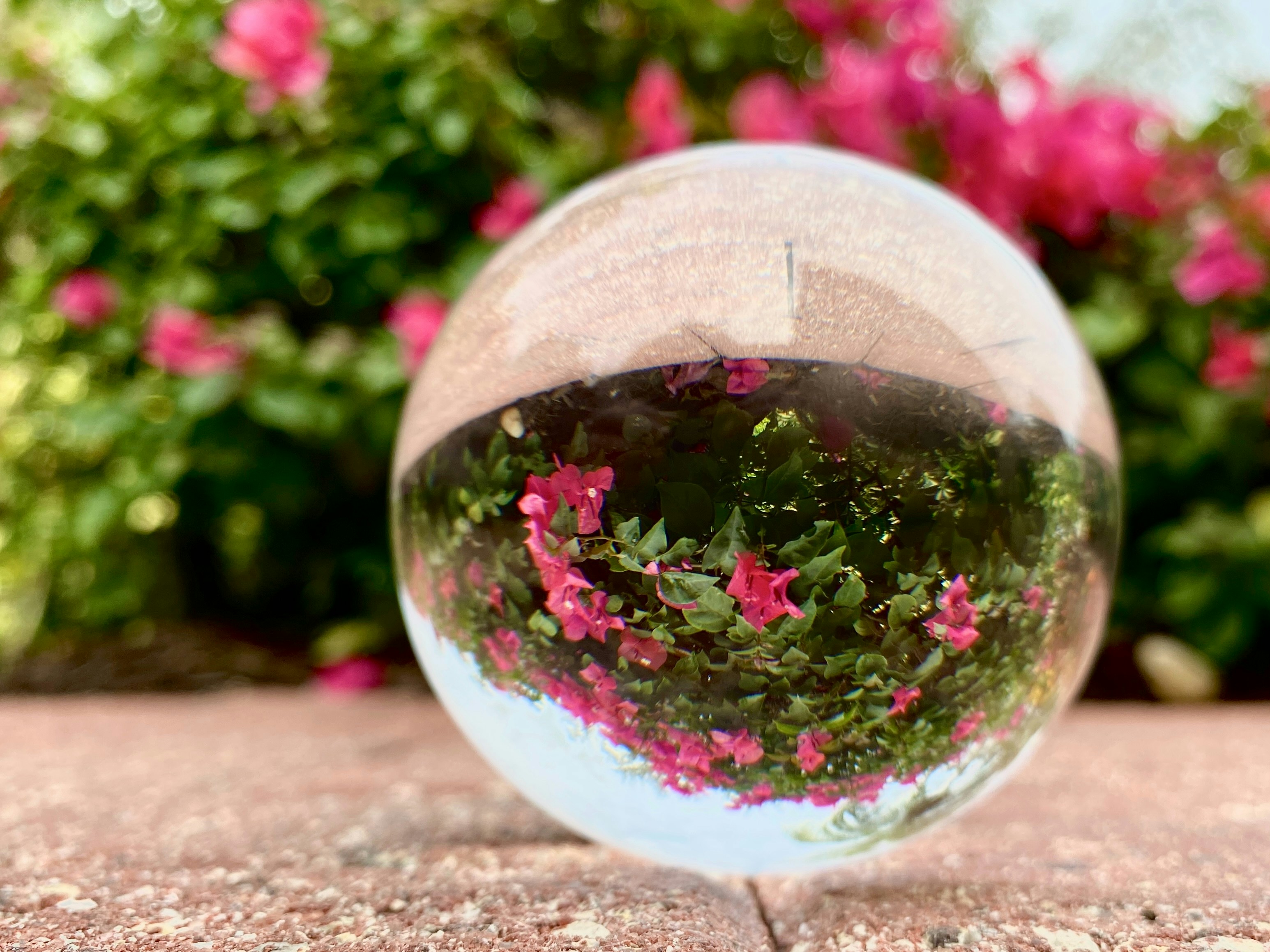 Orb of Bloom: An Inverted Garden Captured in a Glass Marble
