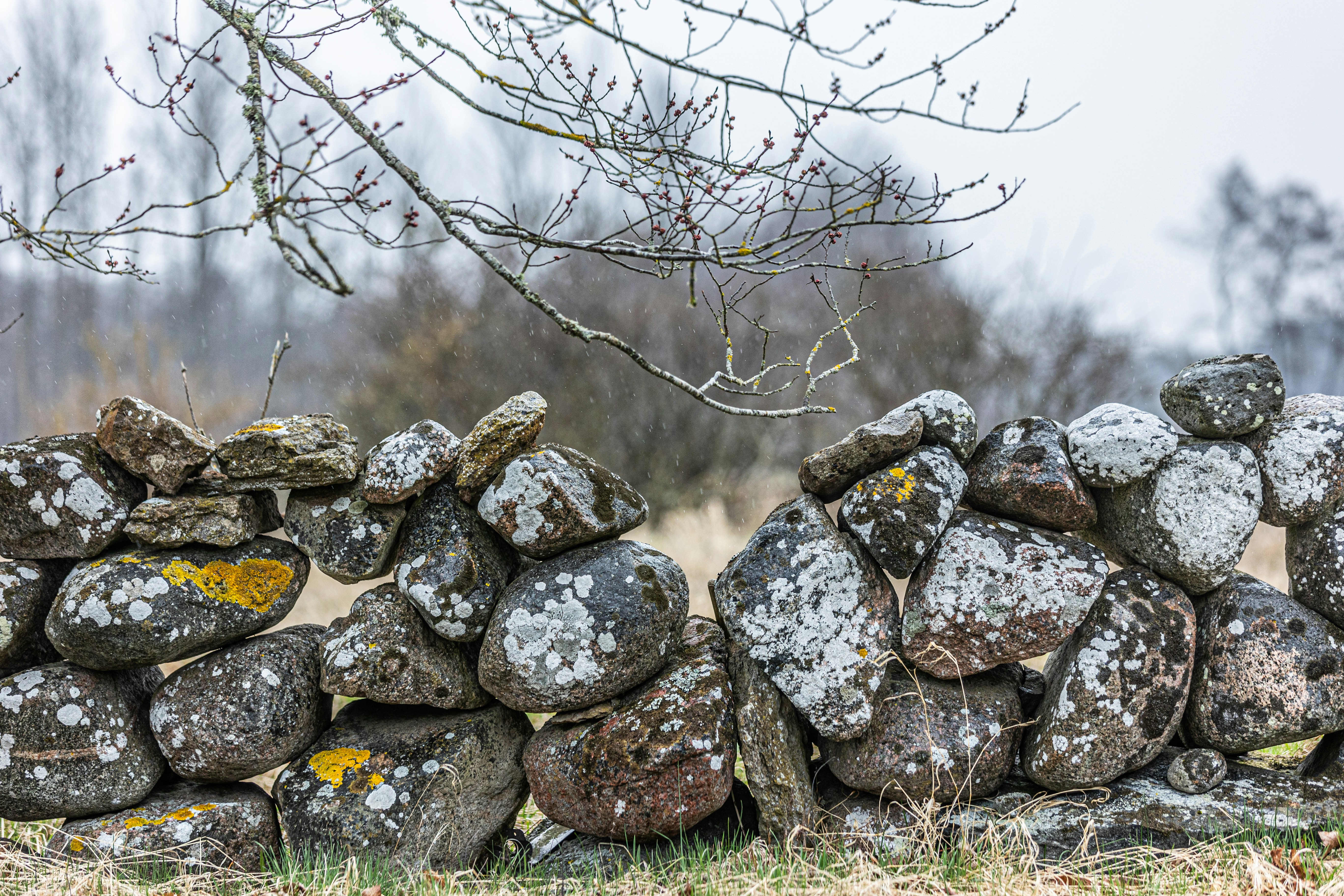 Lichen-Carved Dry-Stone Wall in Winter's Quiet Field