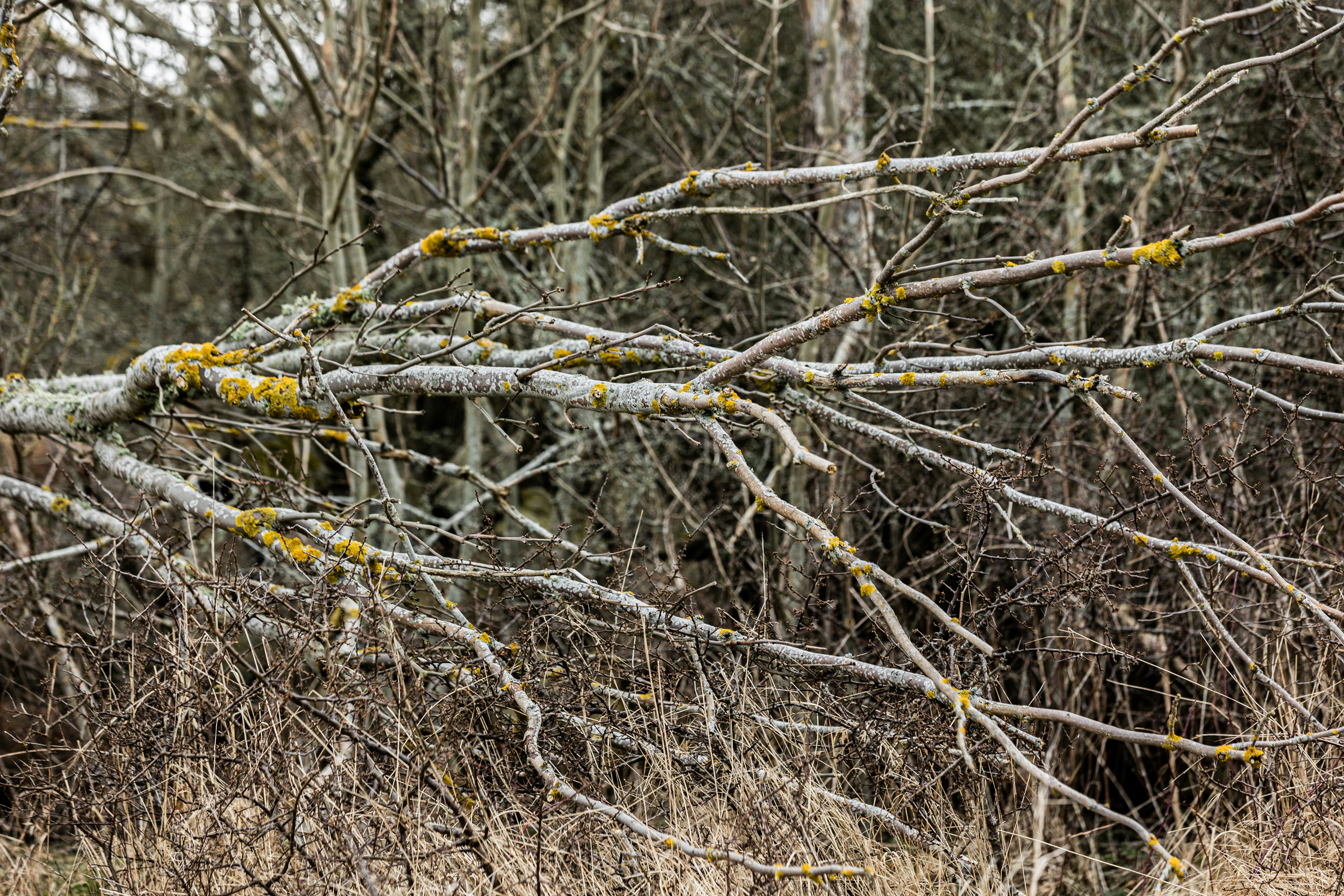 Lichen-Touched Tangle: Bare Branches Weave Through a Quiet Forest