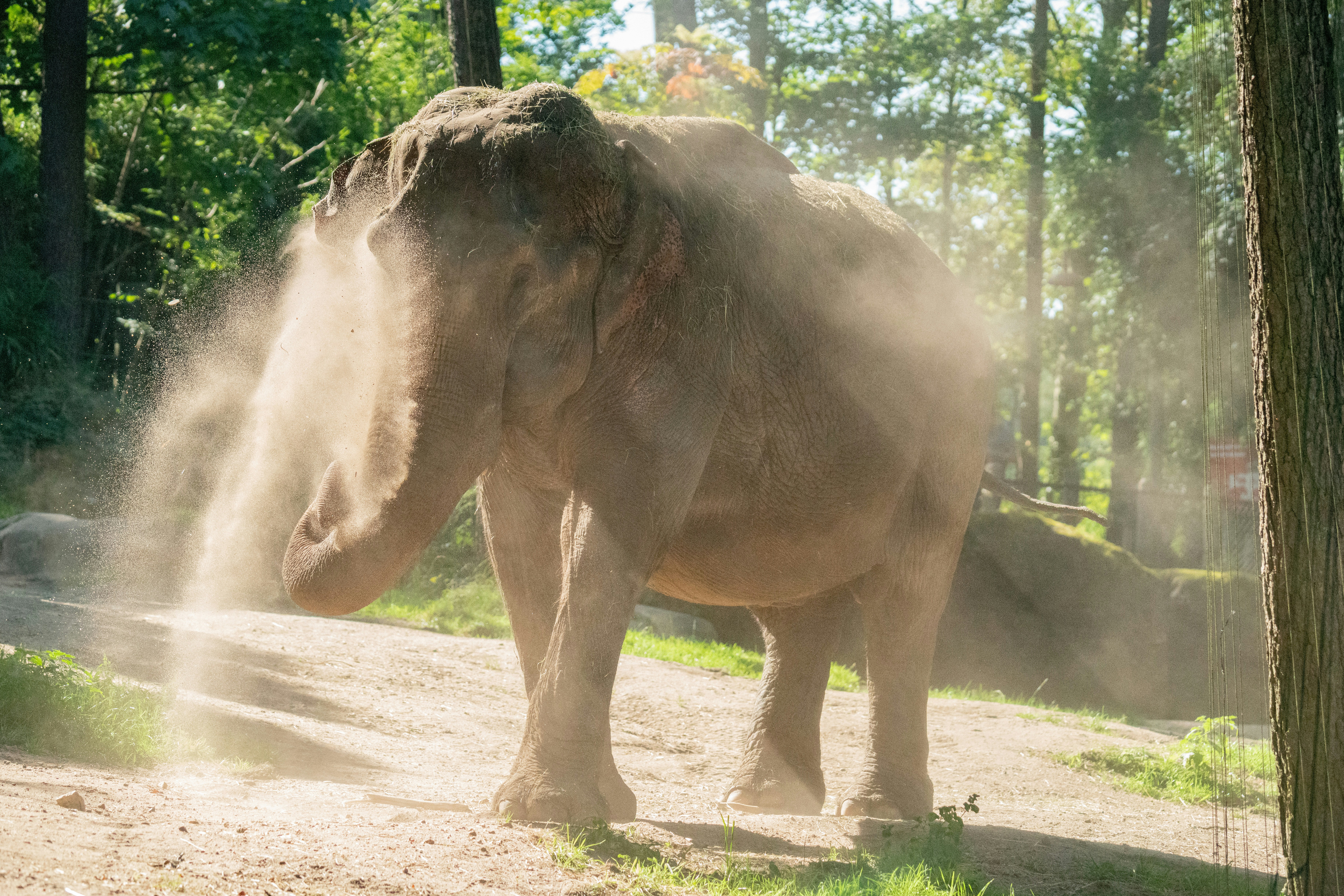 Dust-Swept Giant in a Sunlit Forest Clearing