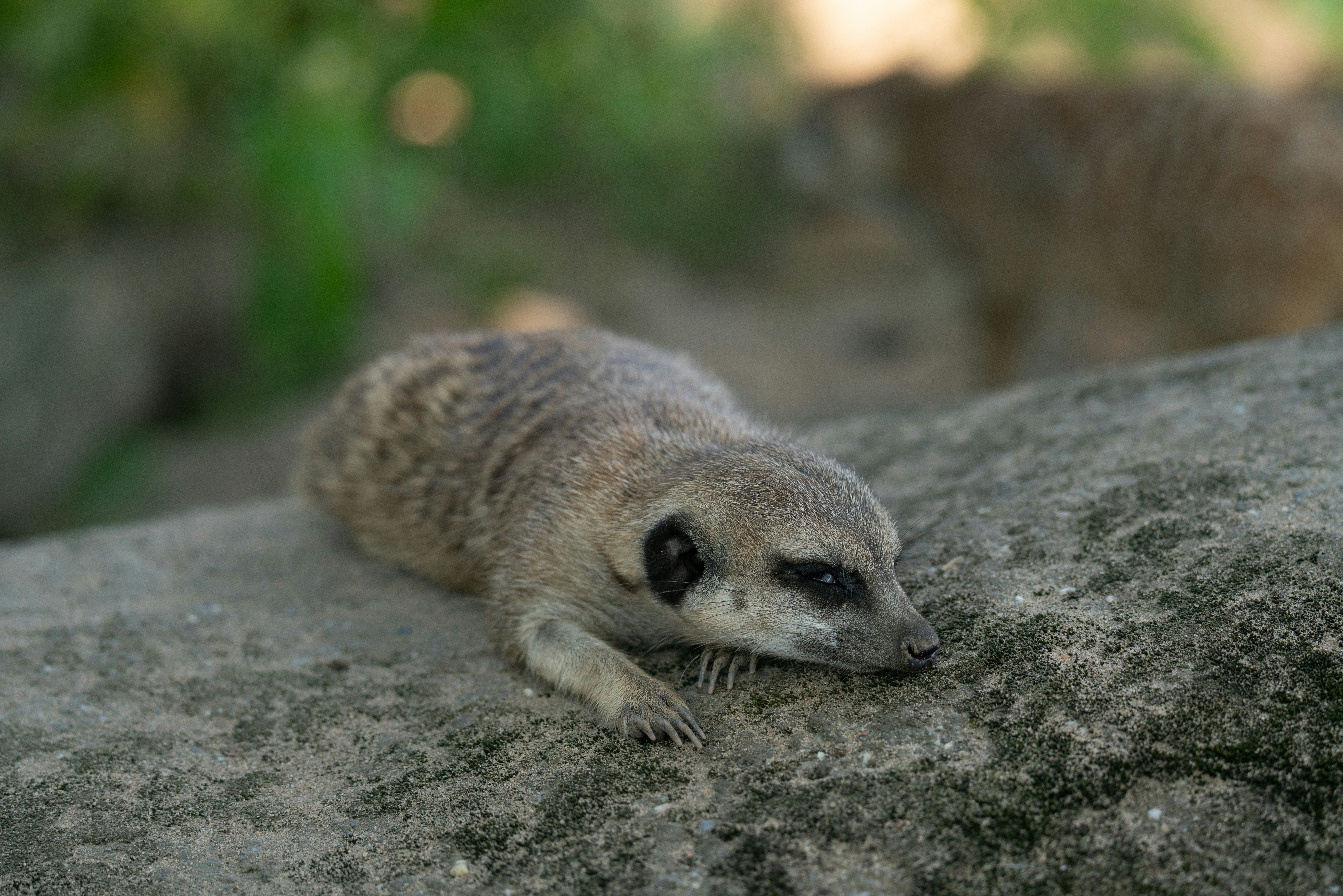 Photo by Peter . with Sony Alpha 7R II