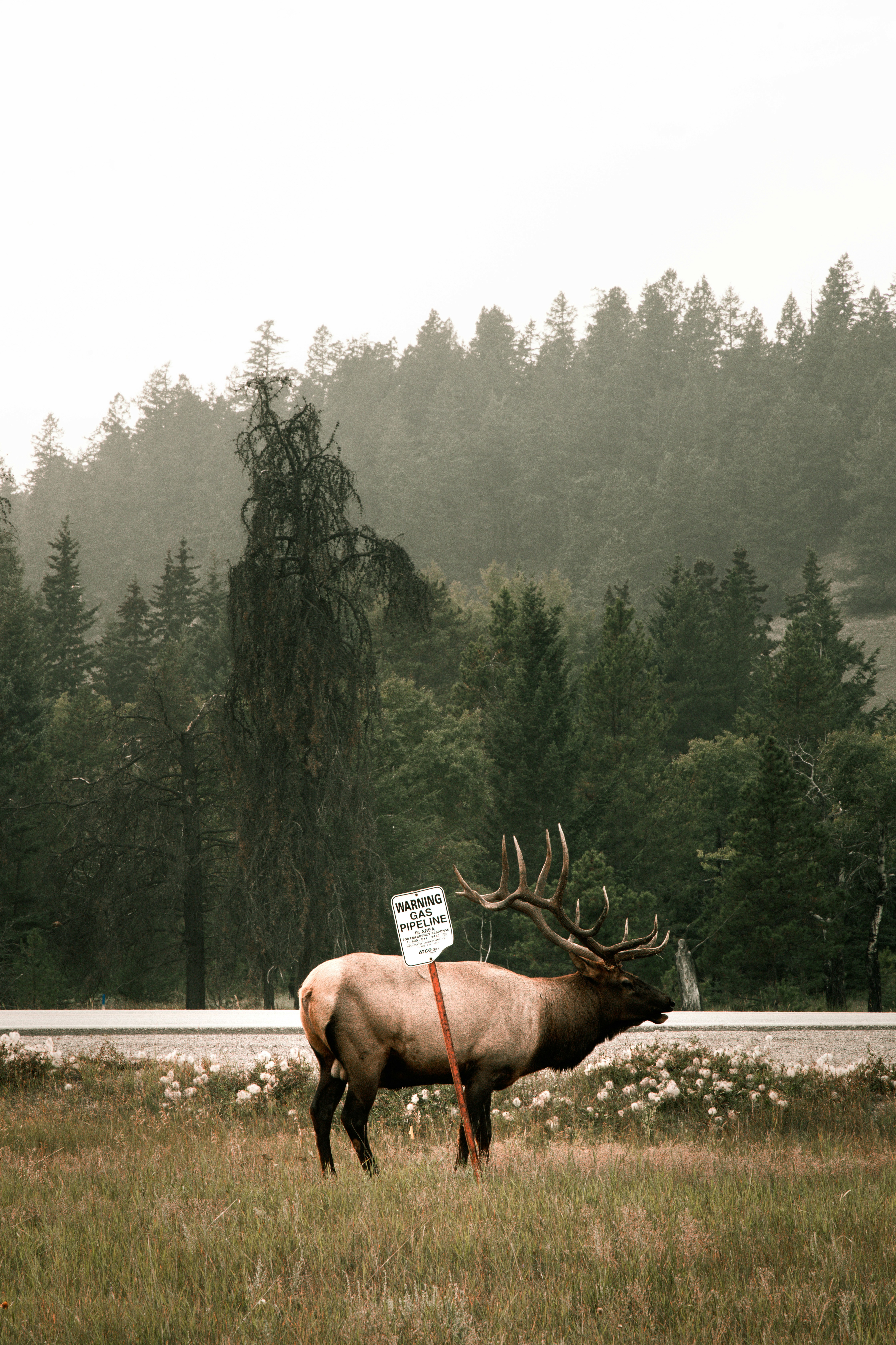 A large elk standing on top of a grass covered field photo – Free Banff ...