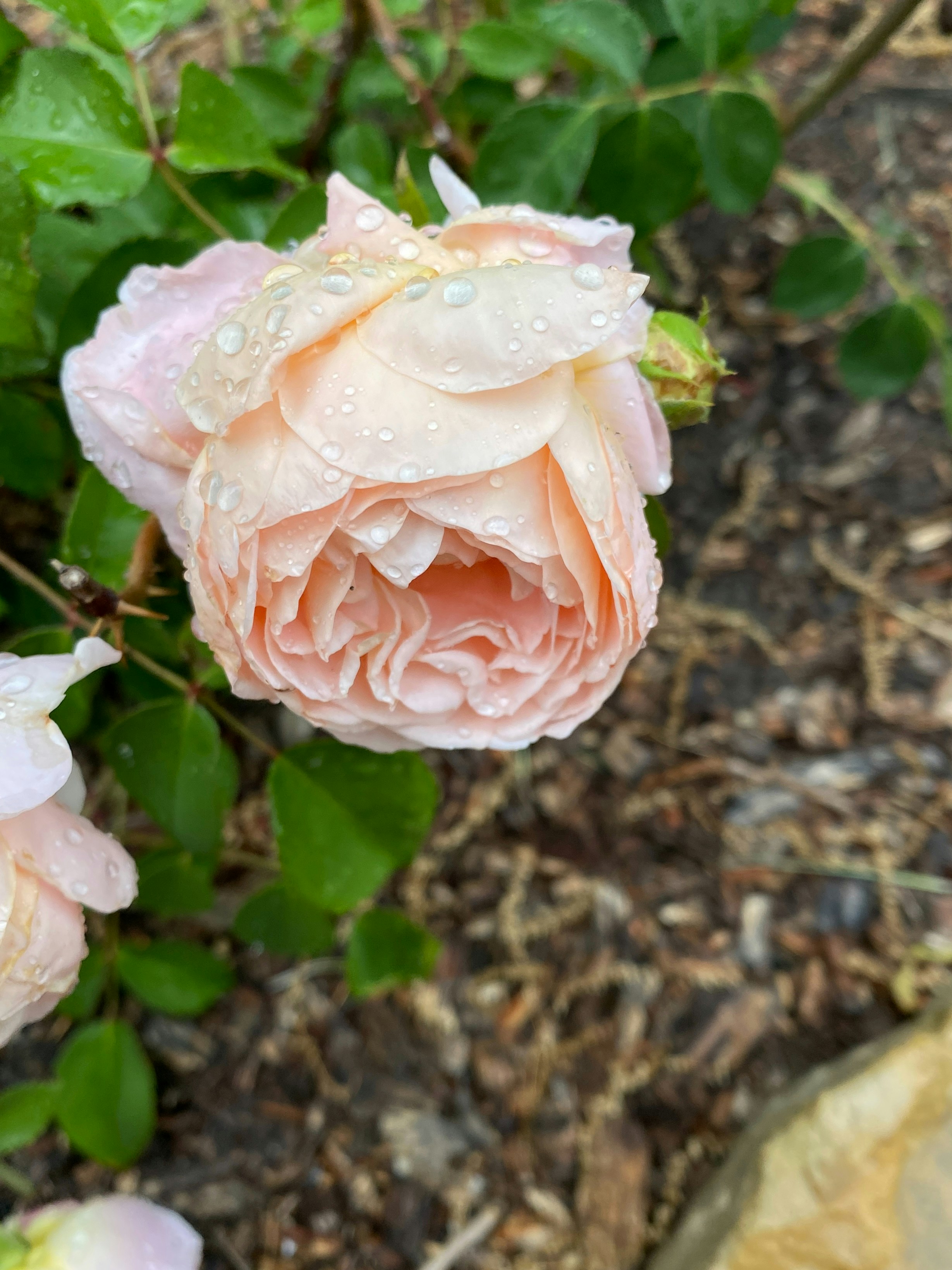 a close up of a flower with water droplets on it