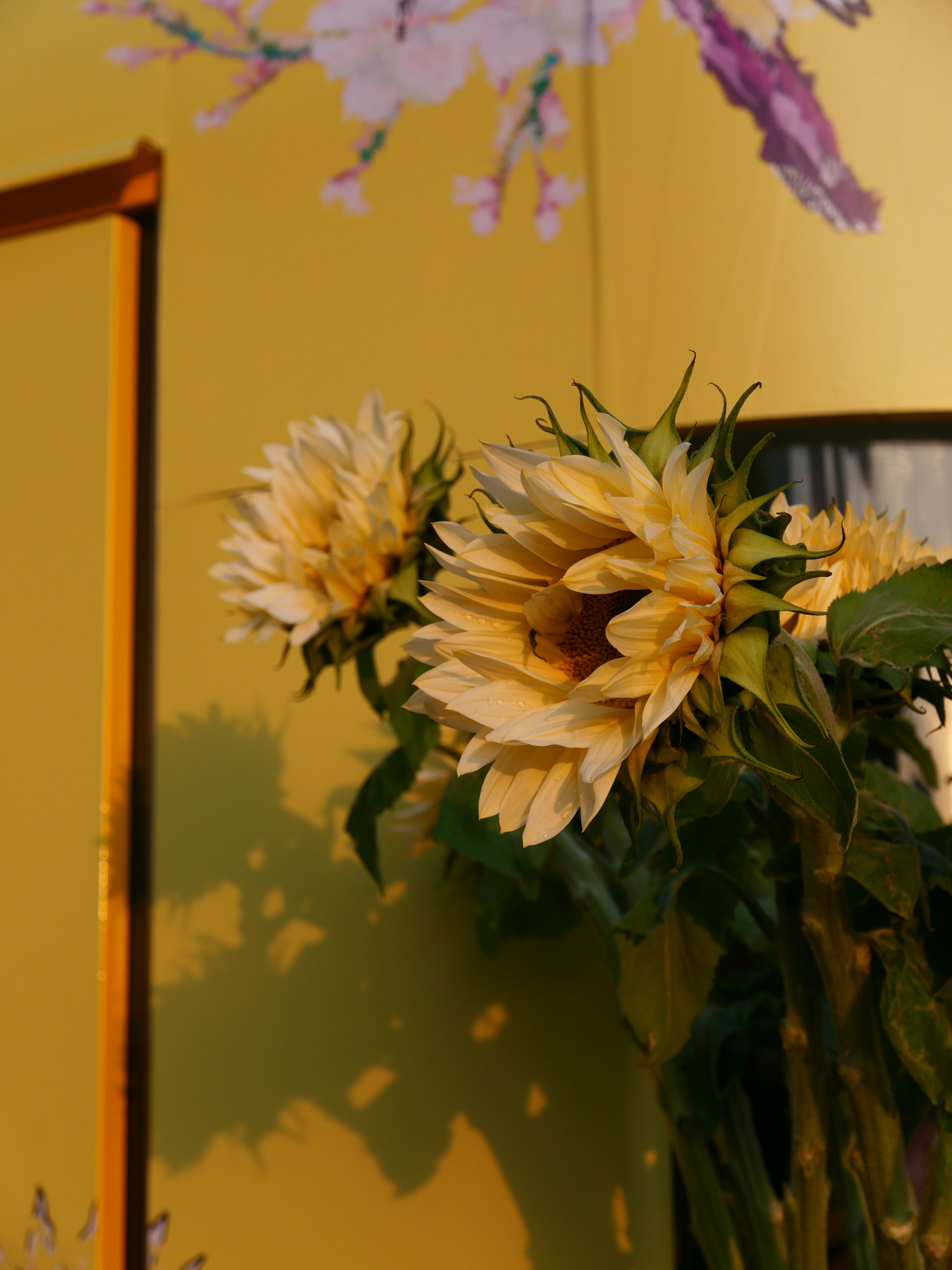 Amber Glow: Sunflowers Standing Against a Butter-Yellow Backdrop