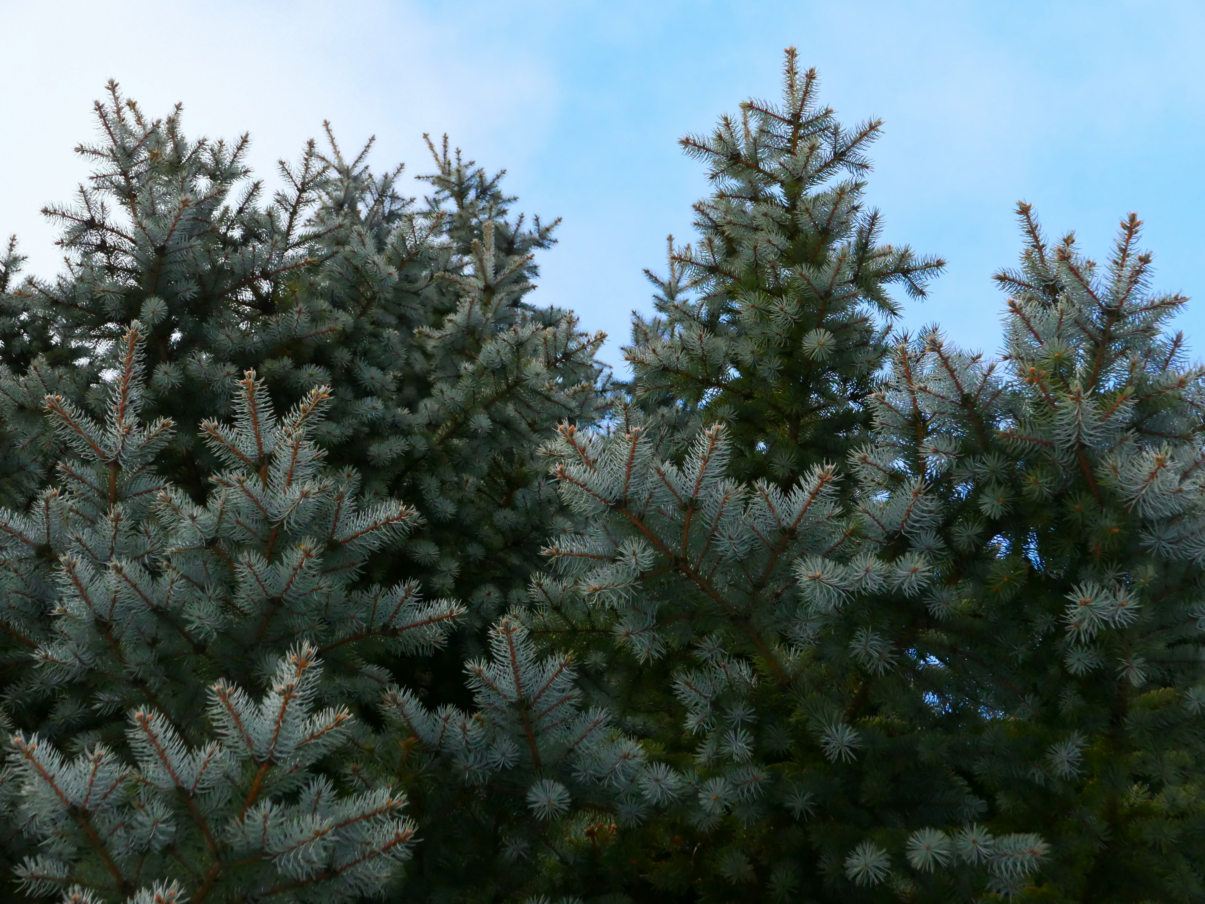 Whispers of Blue: A Coniferous Tapestry Against Winter Sky