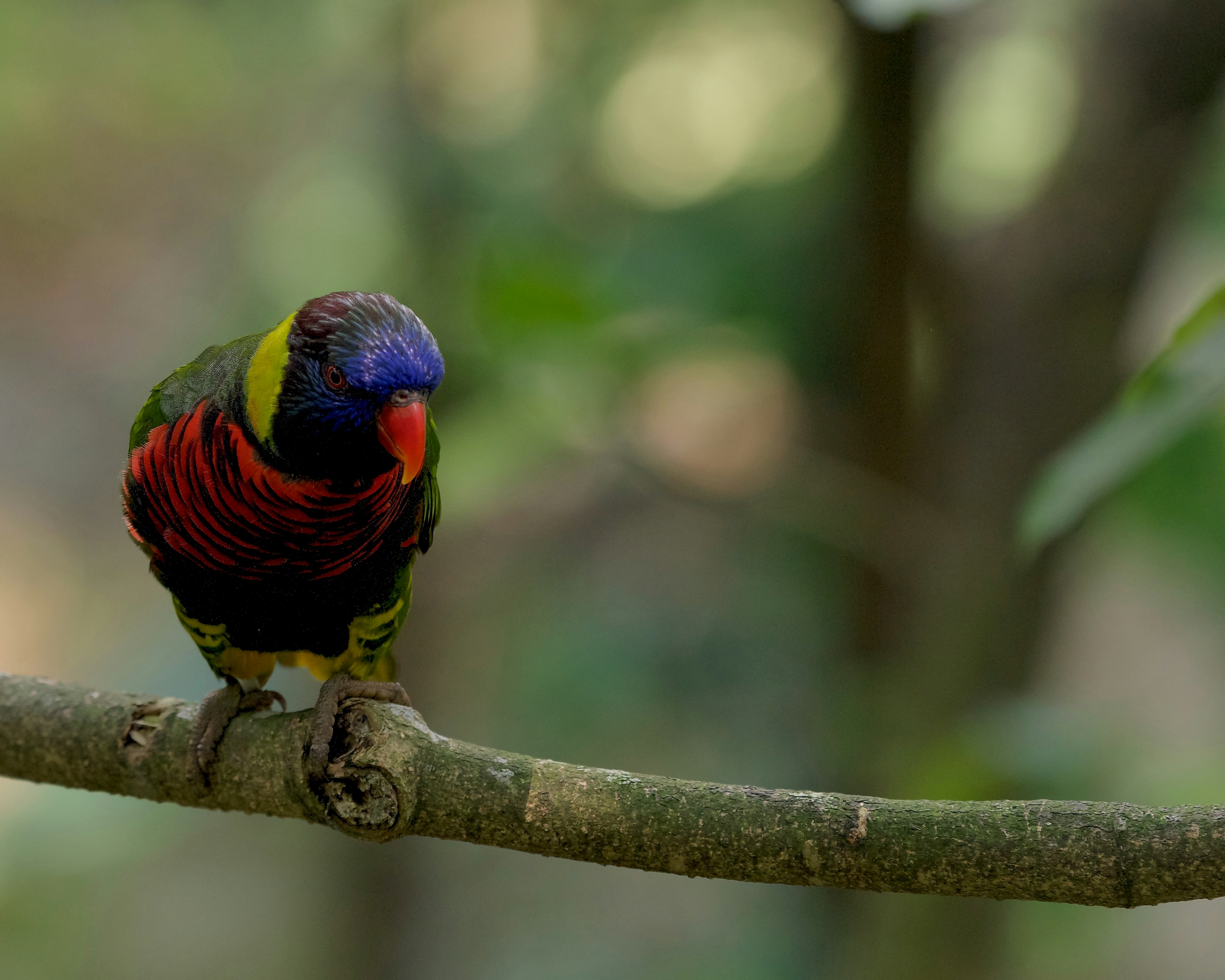 Prismatic Lorikeet Perched on a Mossy Branch in Quiet Dappled Light
