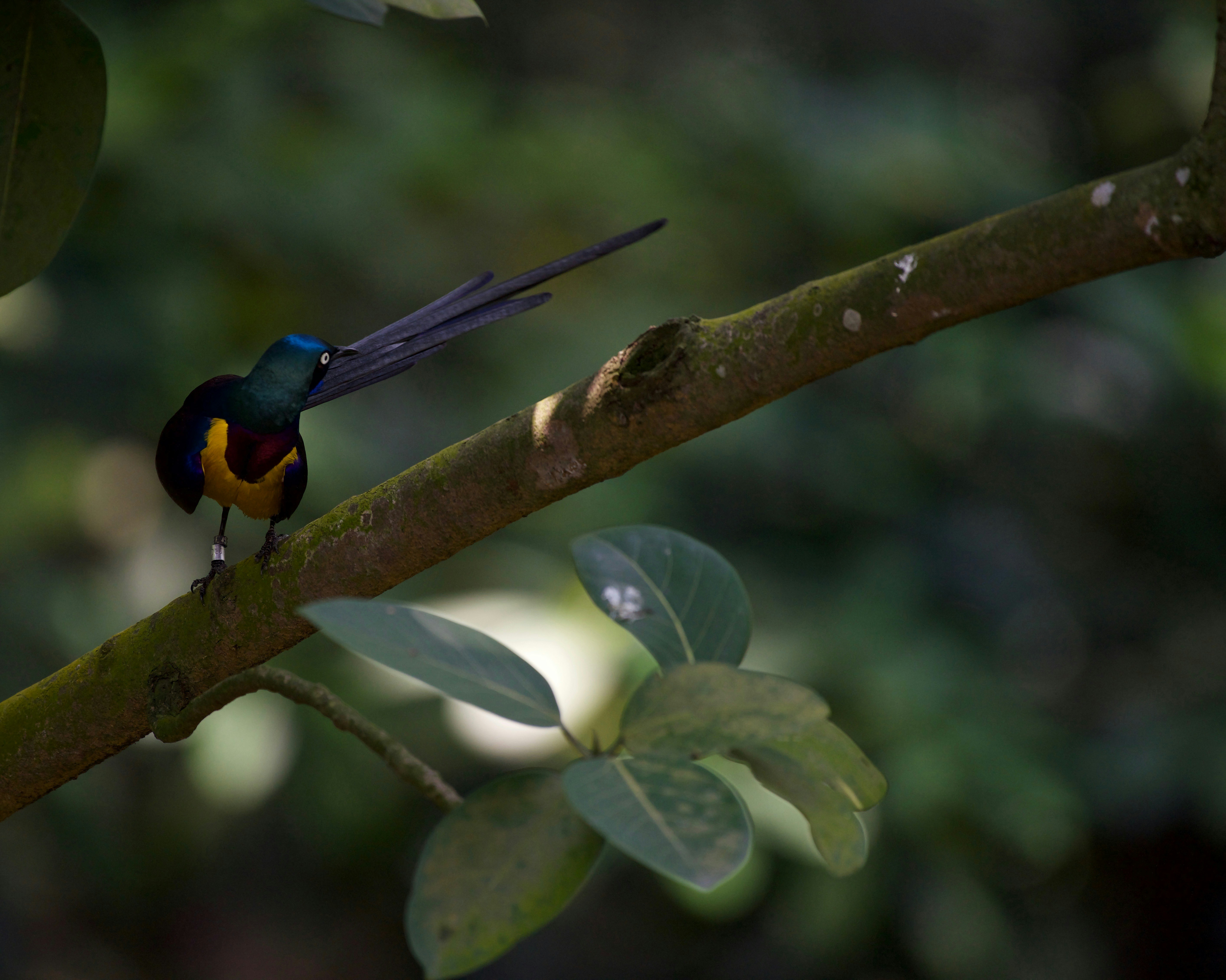 The Jewel of the Canopy