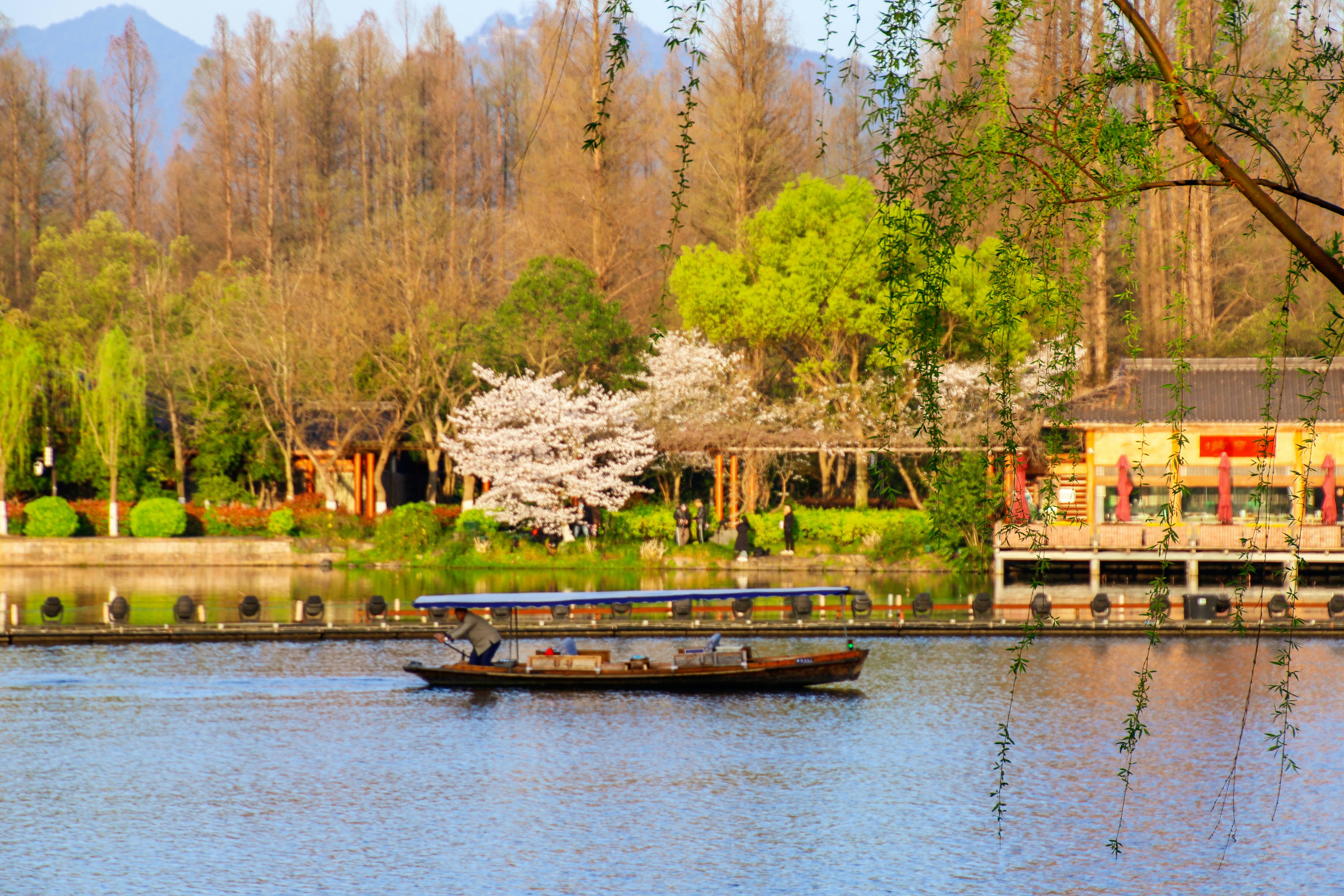 Harbor of Petals: A Quiet Boat Gliding Past Cherry-Bloom Riverside