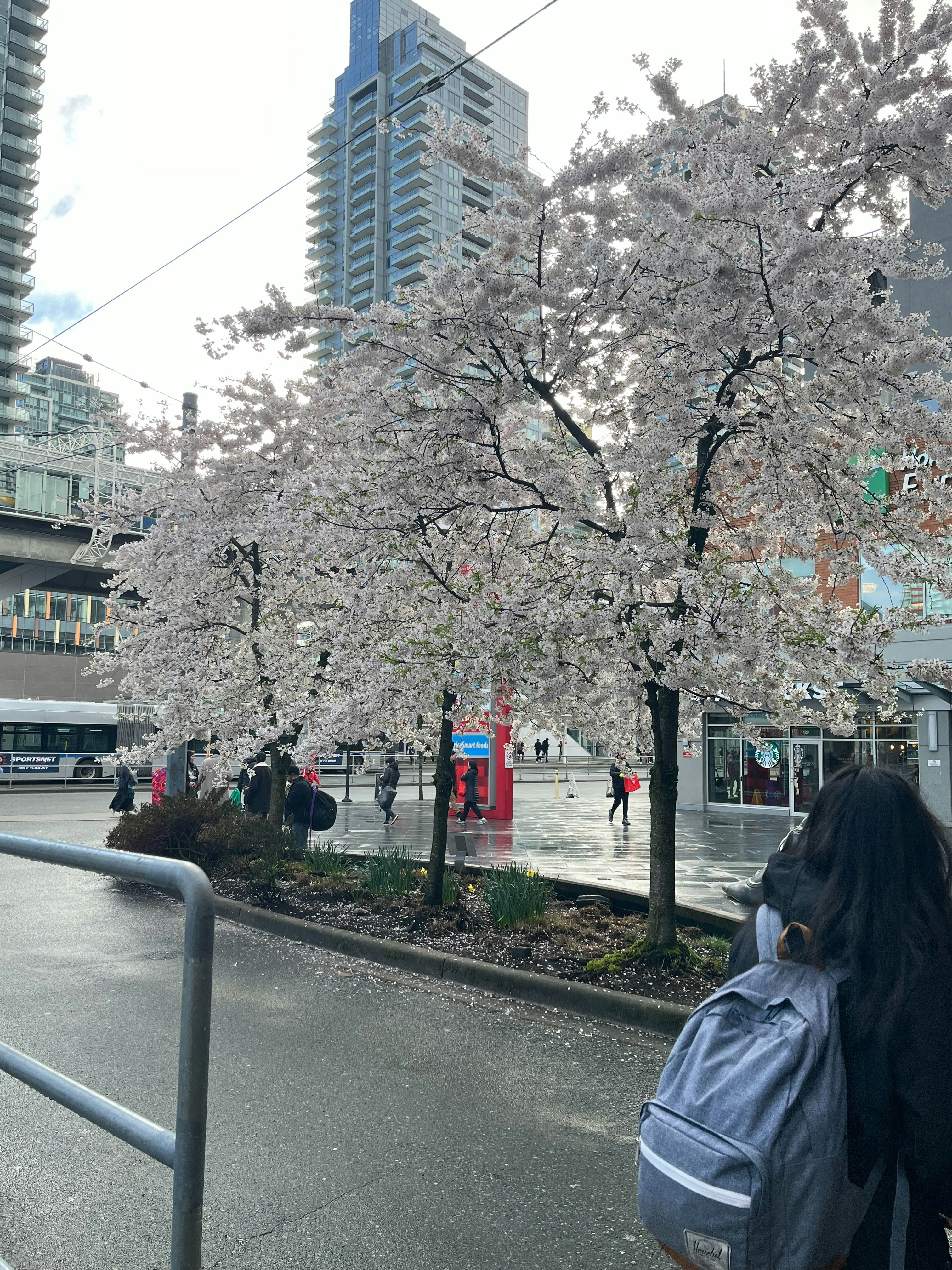 Urban Cherry Blossom Crosswalk: Soft Petals Amid Steel Canopies