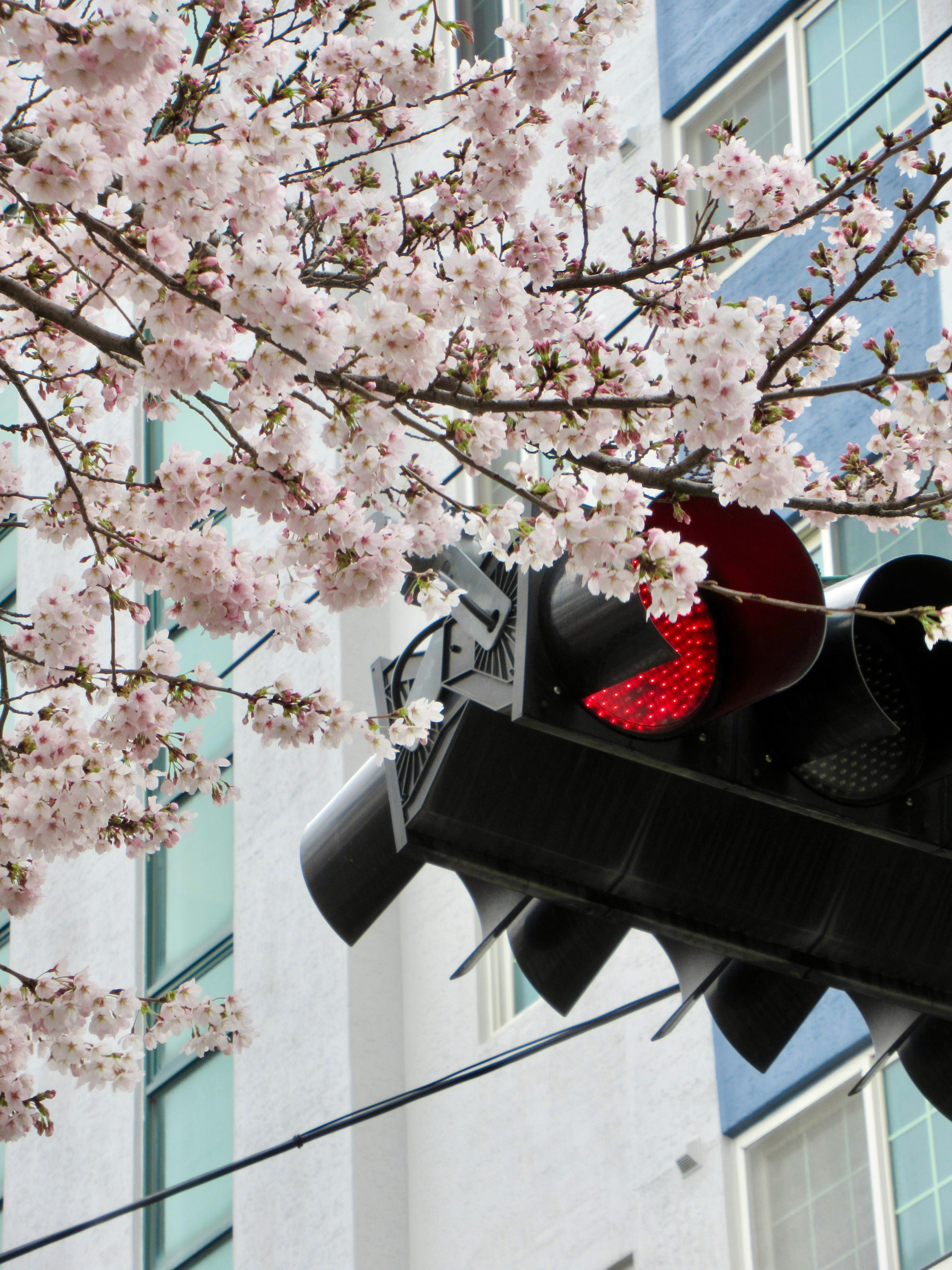 Blossoms over a Red Signal — urban springtime contrast