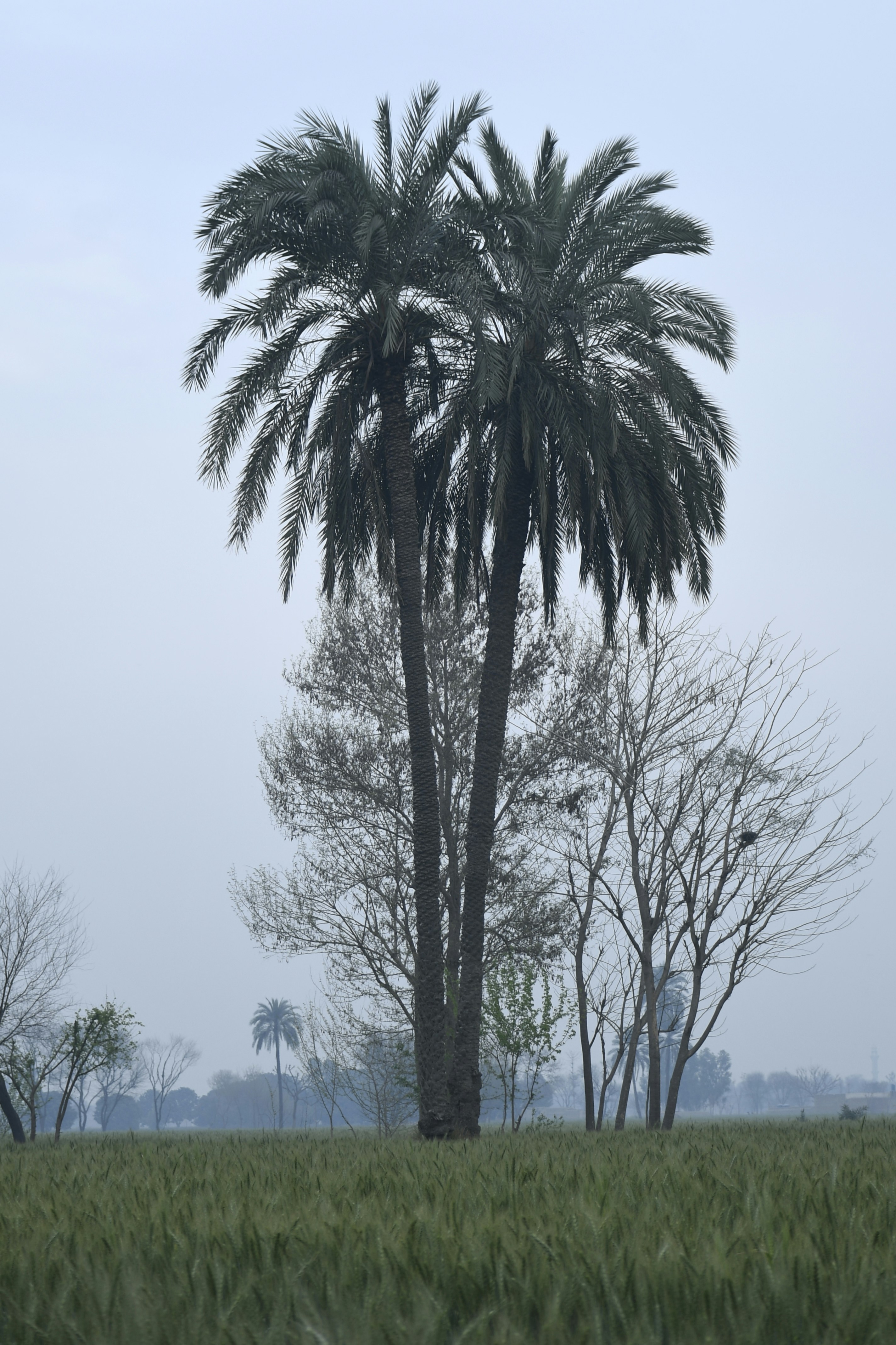 Dawn Veil Over Twin Palms in a Misty Field