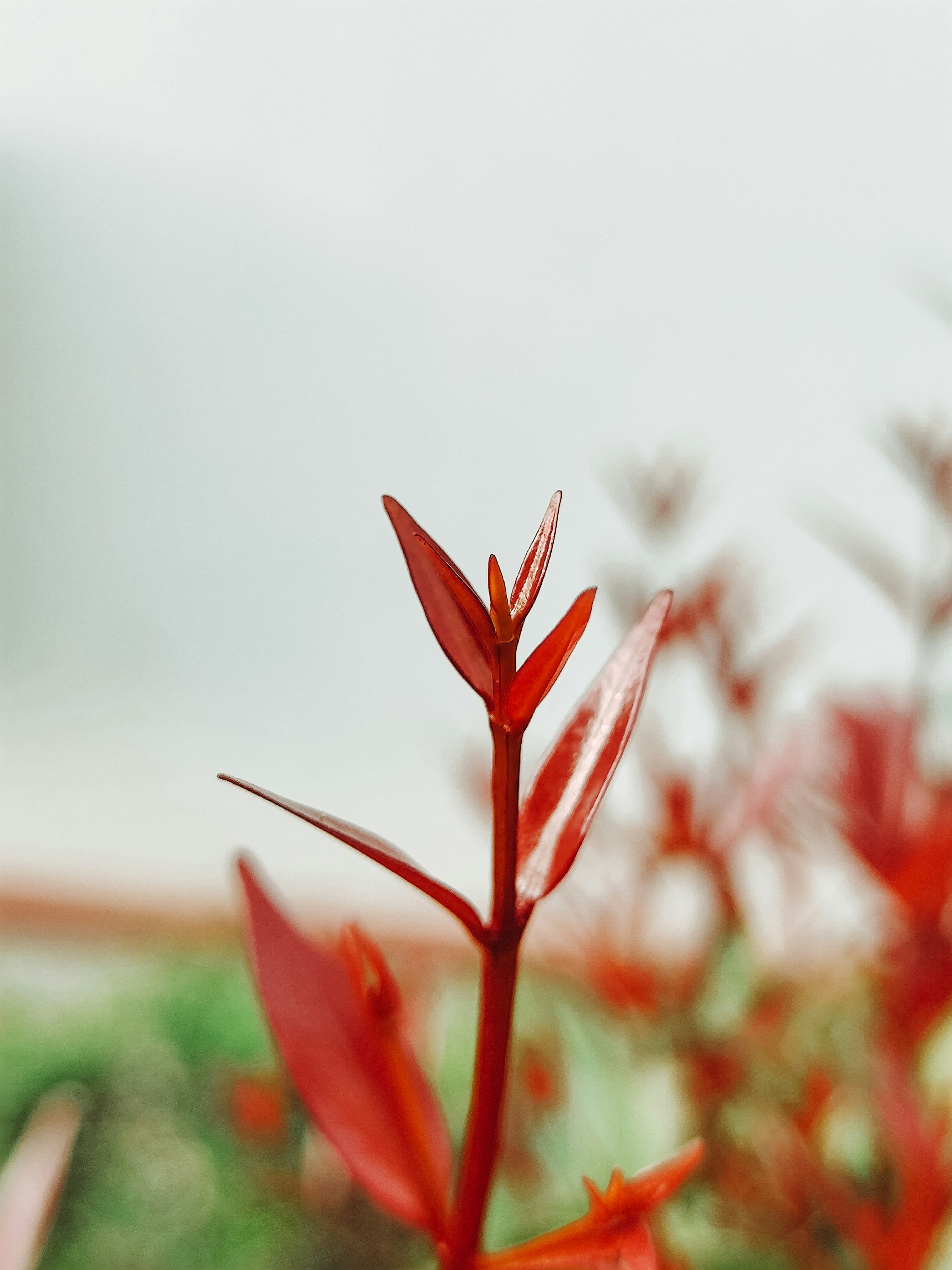Red Sprout in Soft Focus: A Close-Up of Spring’s First Flame