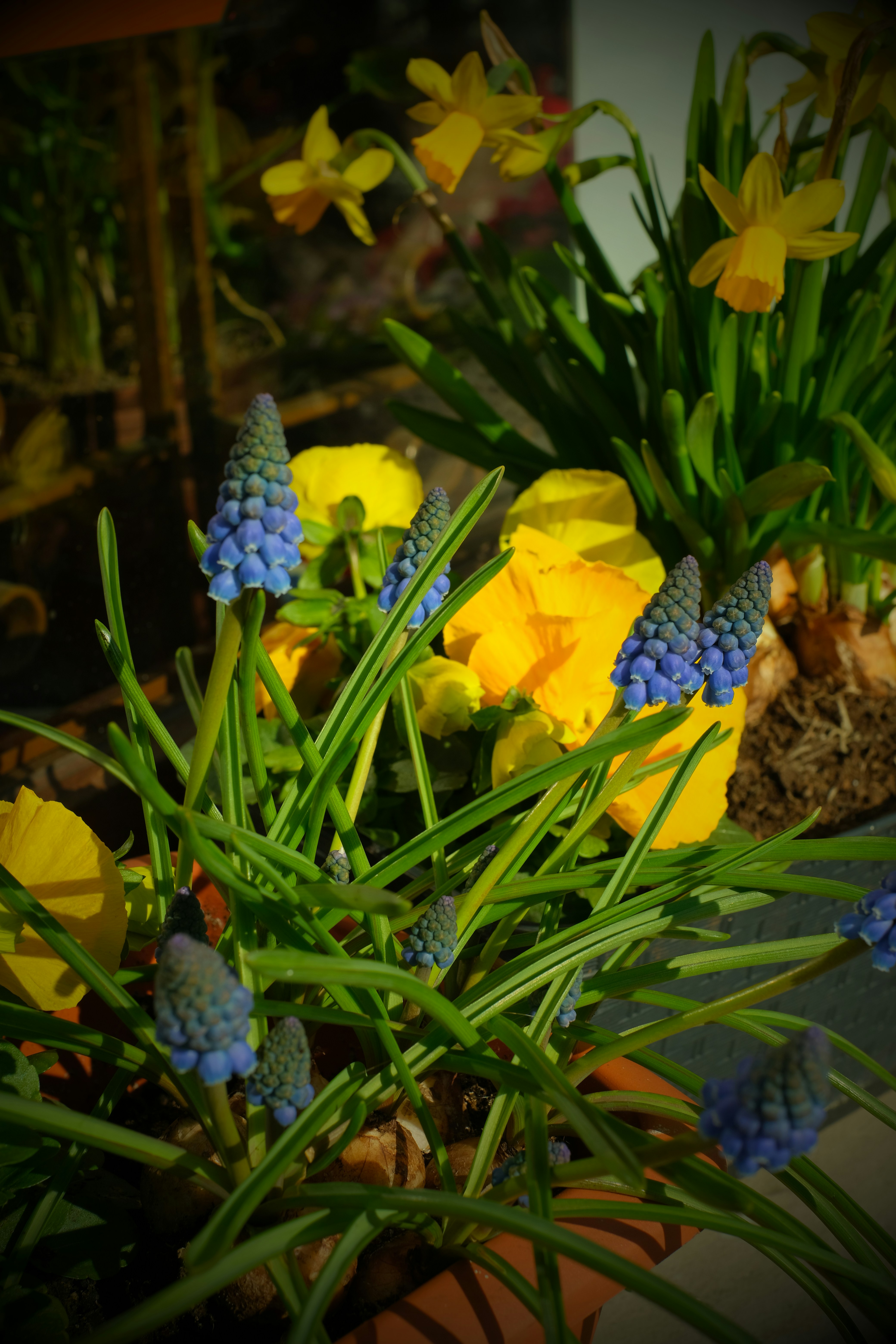 Azure Muscari in a Sunlit Window Garden, Framed by Golden Daffodils