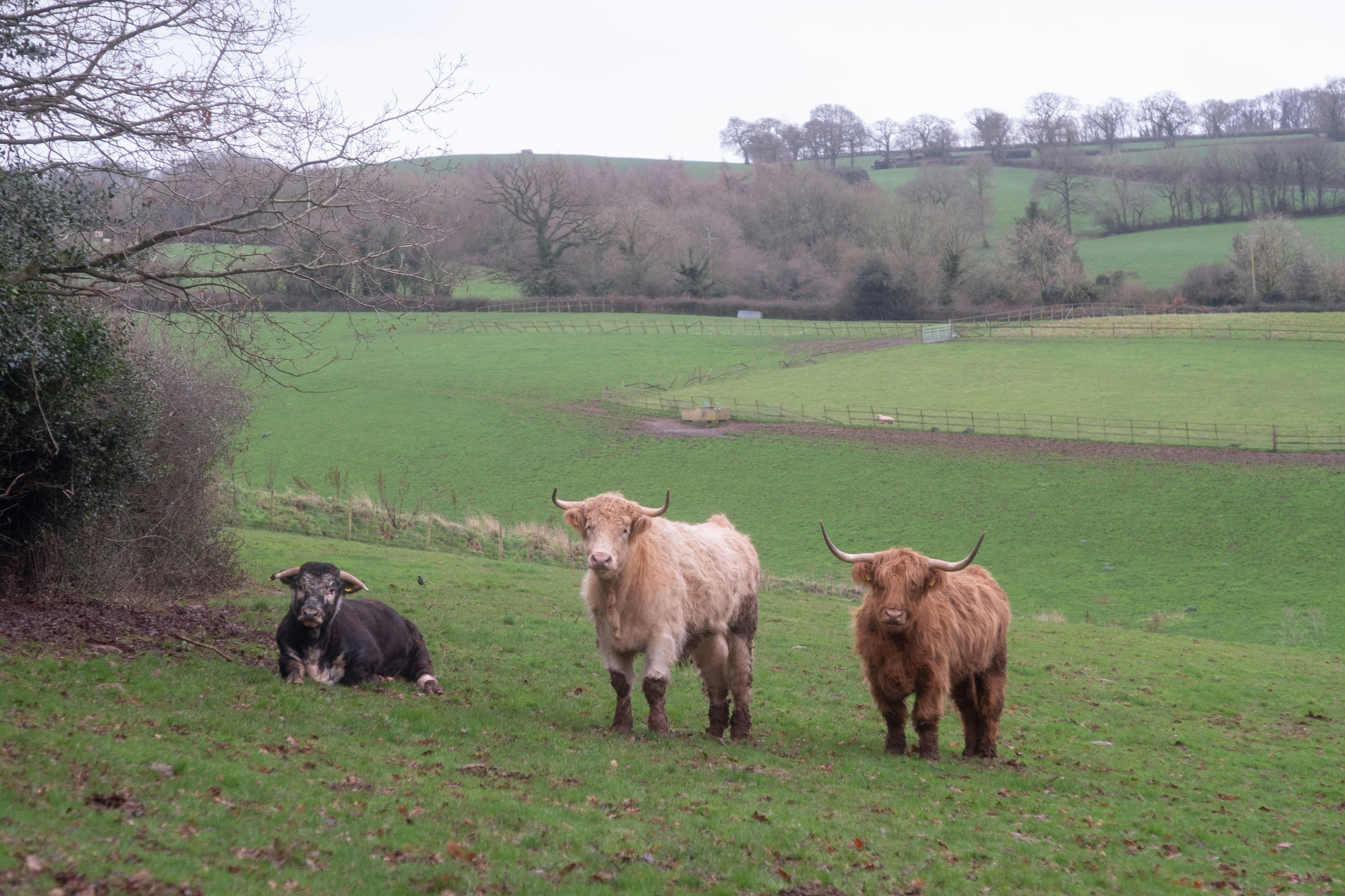 Pasture Guardians: Three Highlanders in Rolling English Fields