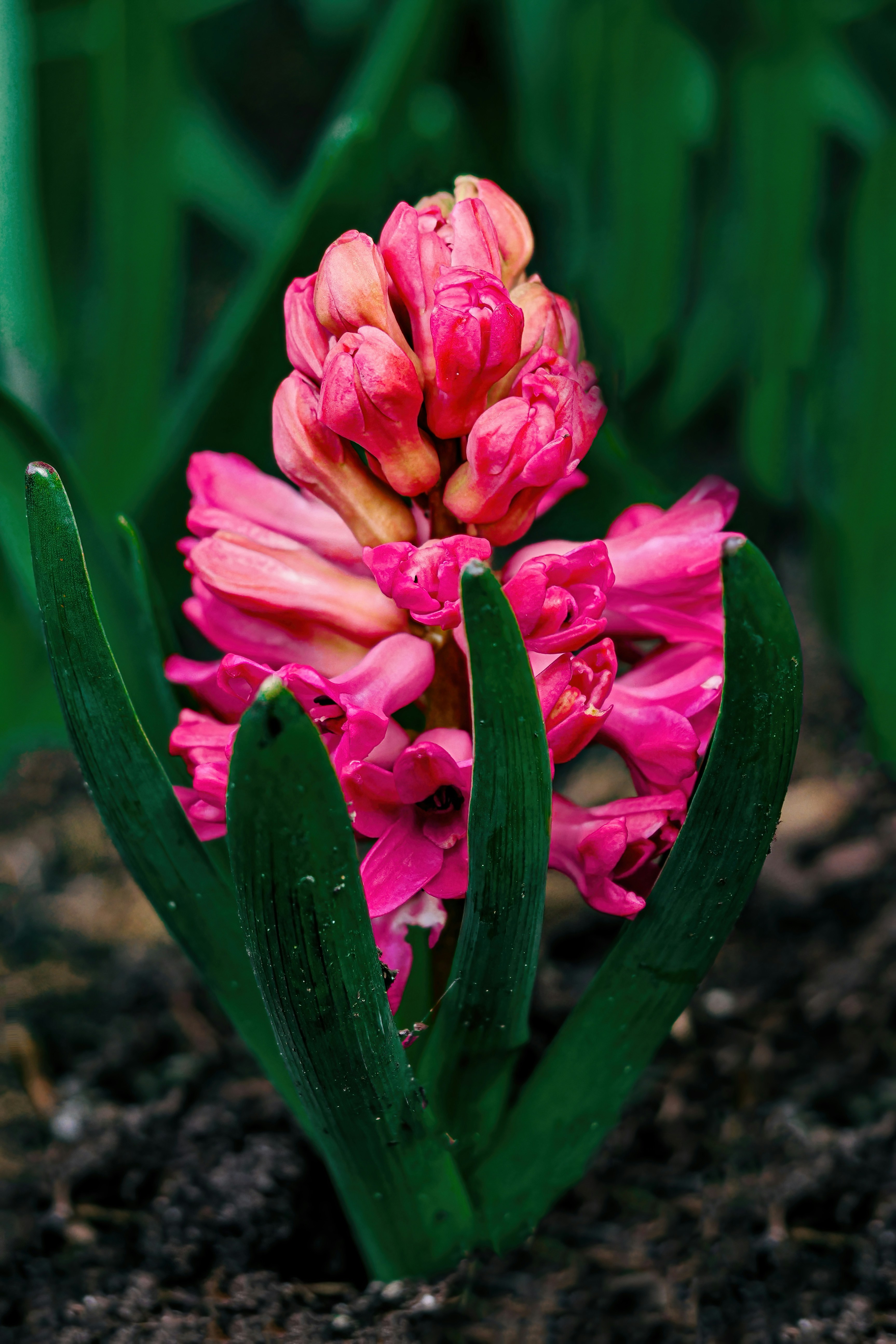 Pink Hyacinth Surge: A Close-Focused Bloom in Rich Green Depths