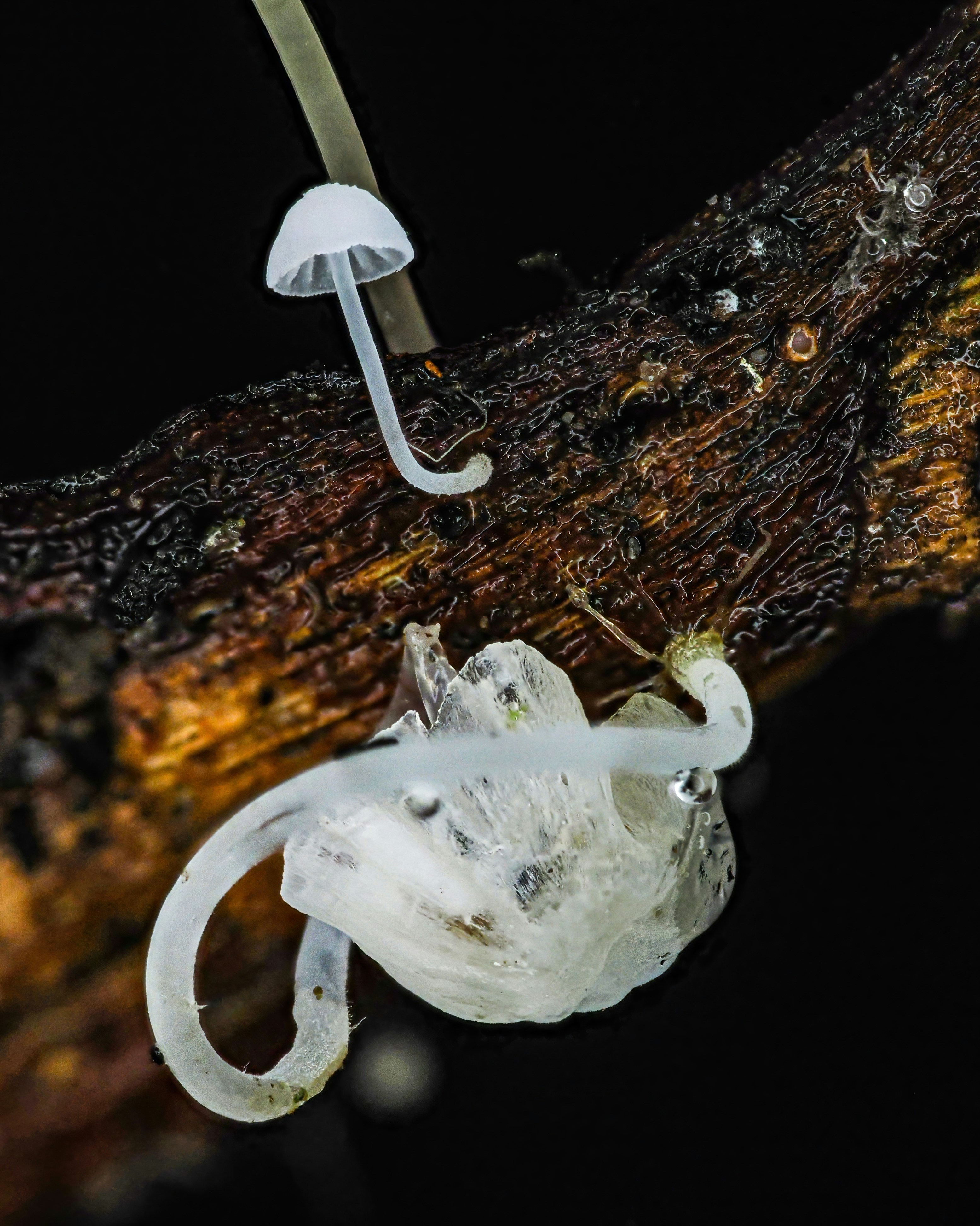 A small white object hanging from a tree branch photo – Free ...