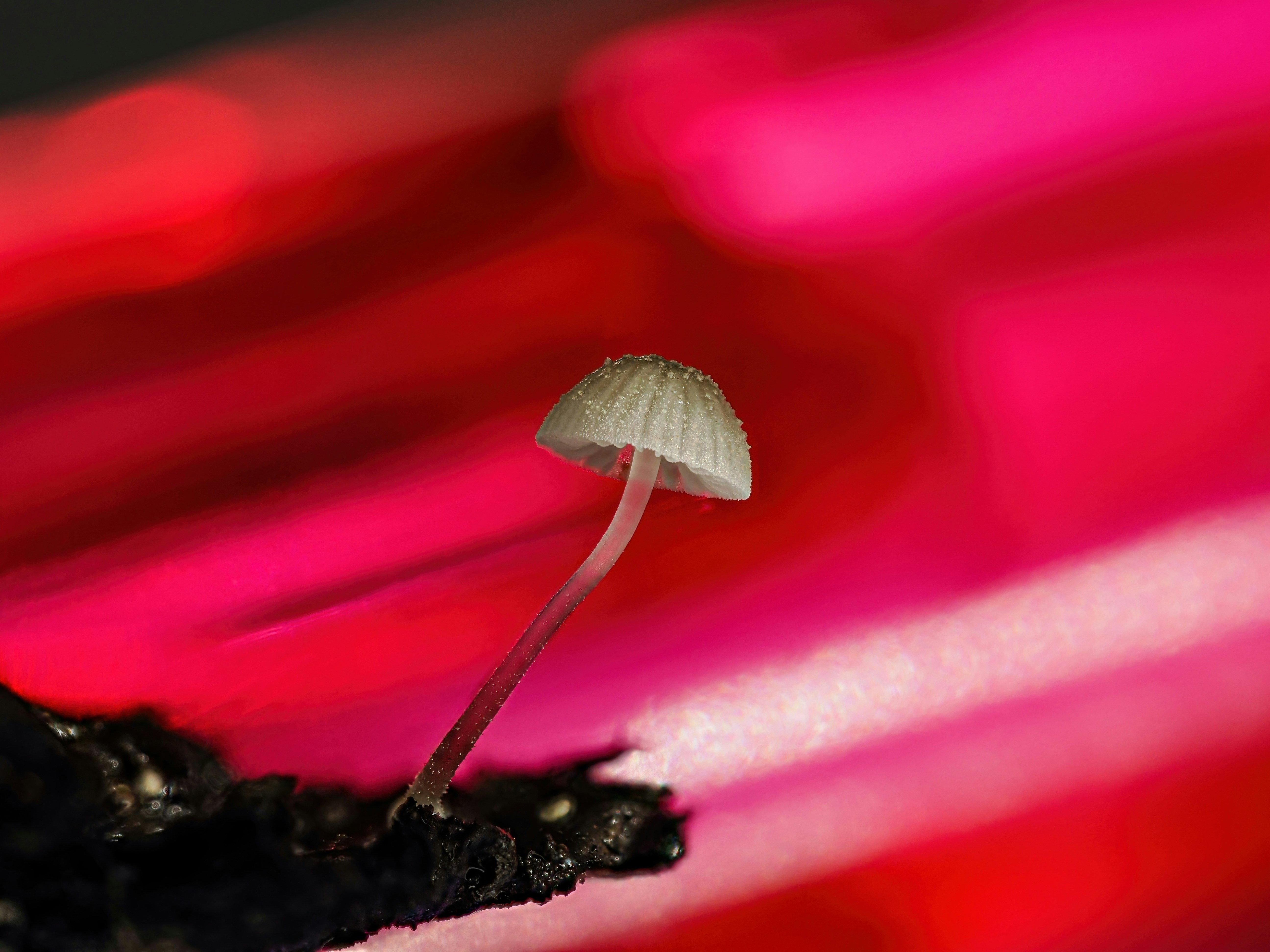 Silk-Capped Miniature: A White Mushroom on Charred Surface with Electric Pink Bokeh