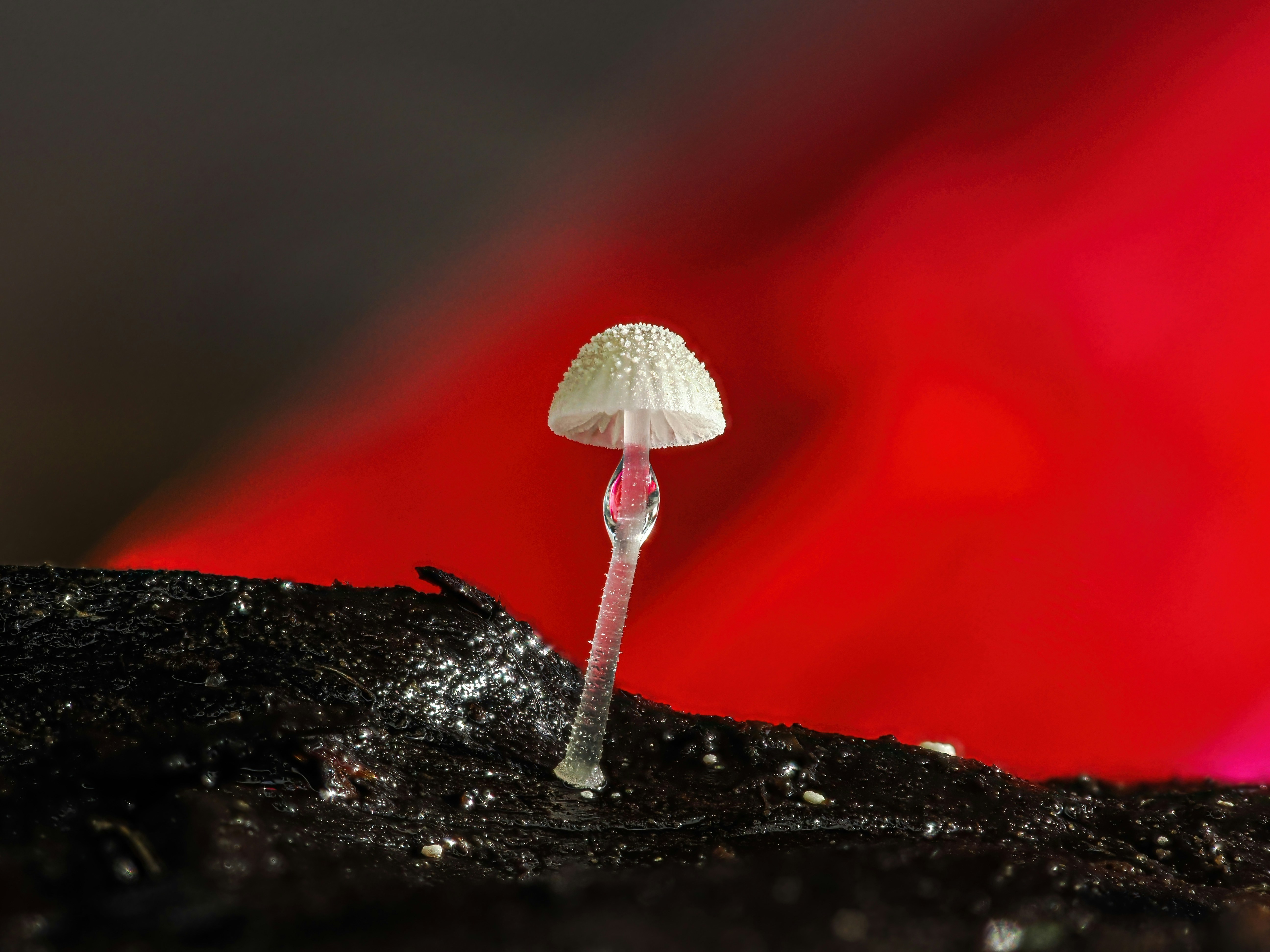 Lone White Mushroom Braving Fire: A Macro Portrait on Charred Ground.