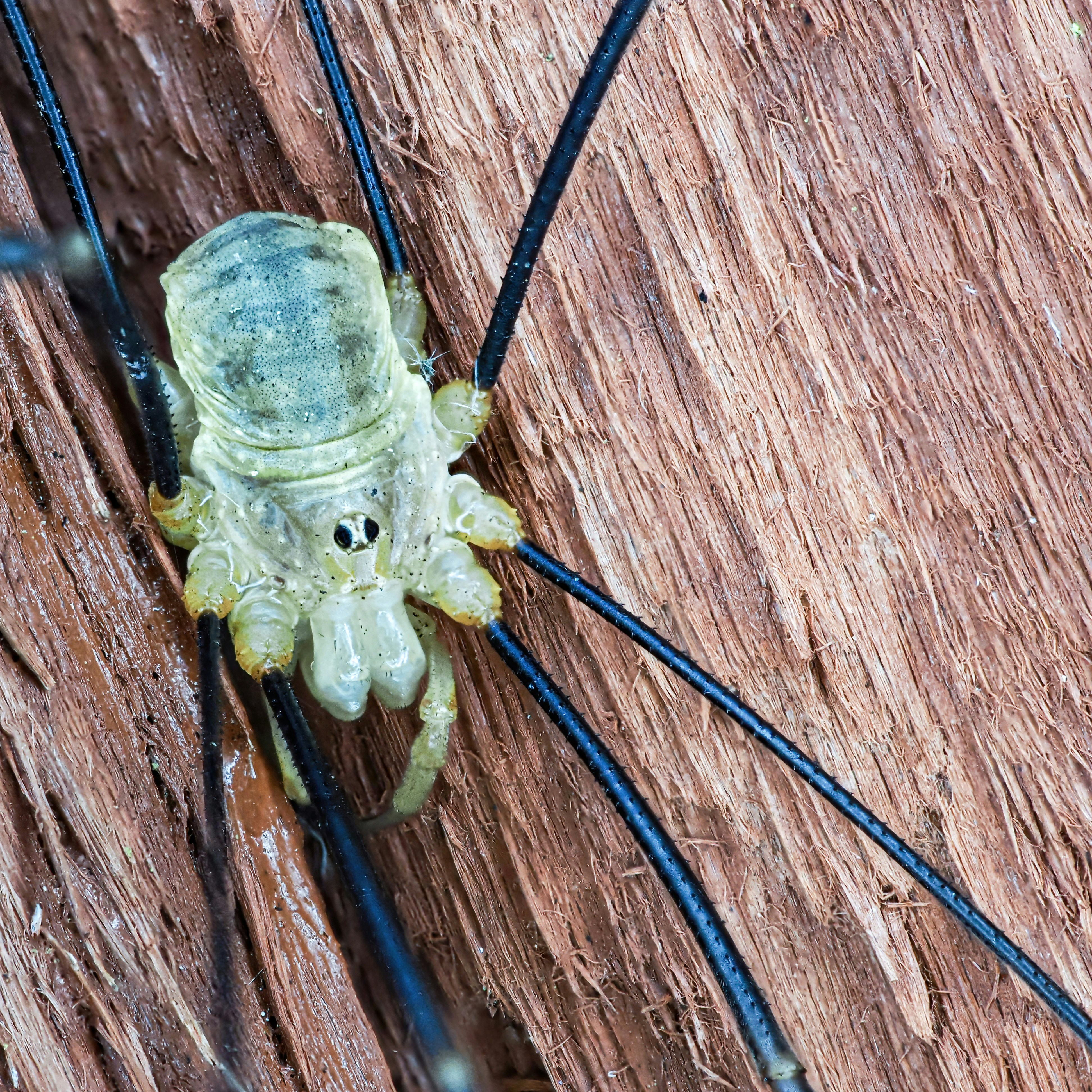 Macro moment: pale-green harvestman on weathered timber