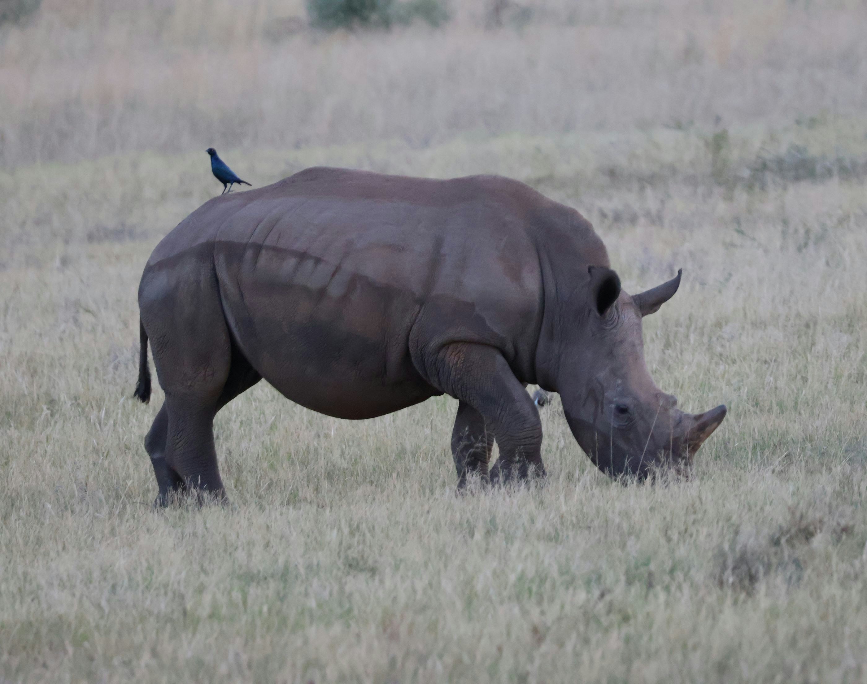 A black rhino grazing in a field with a bird on top of it photo – Free ...