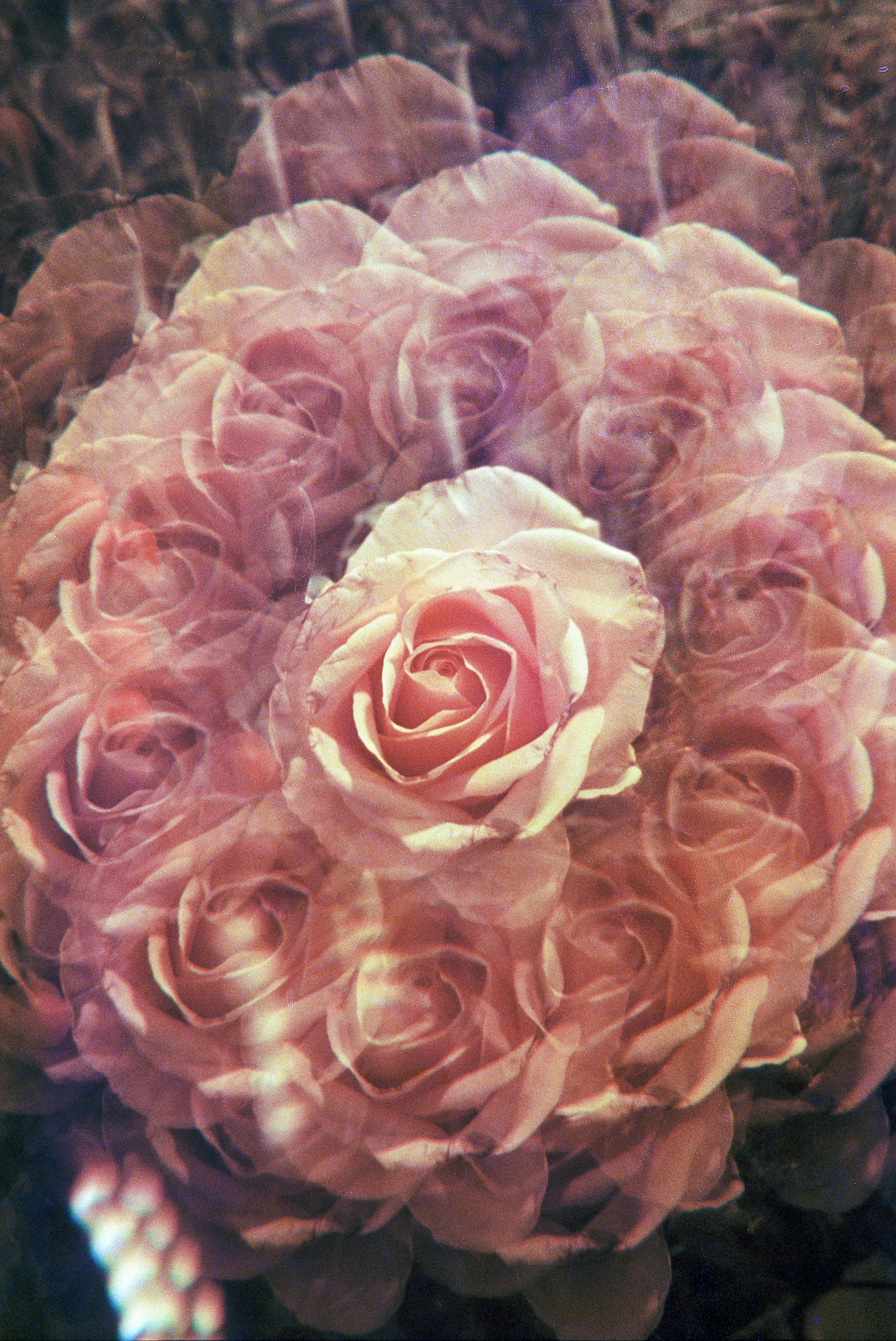Close-up of a pink rose with layered, translucent petals creating a soft, double-exposure feel. The composition emphasizes macro petal texture and color gradients.