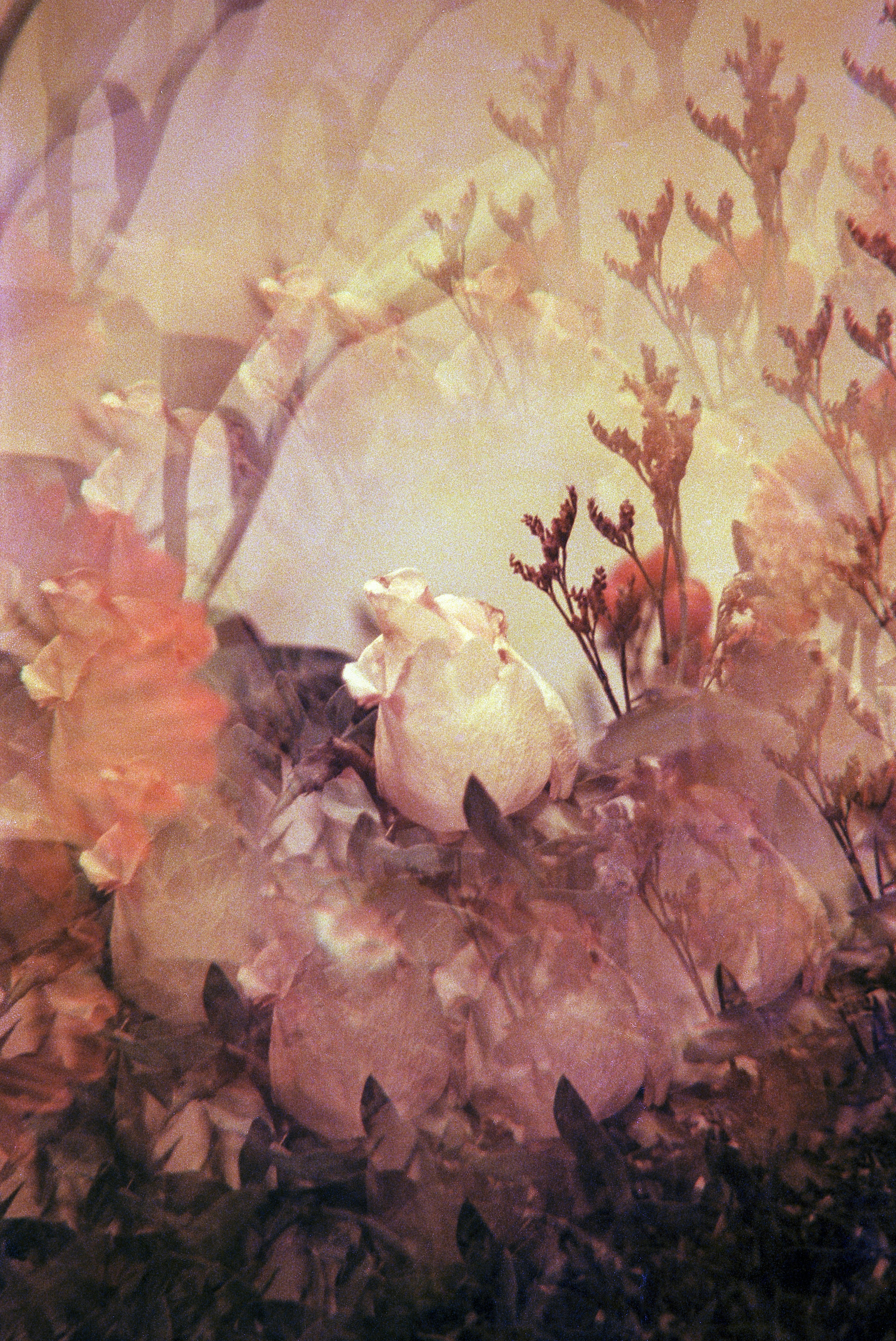 Double-exposed photograph of roses and fern-like stems, creating a dreamy, translucent bouquet. The blend emphasizes mood and color harmony in pinks and purples.