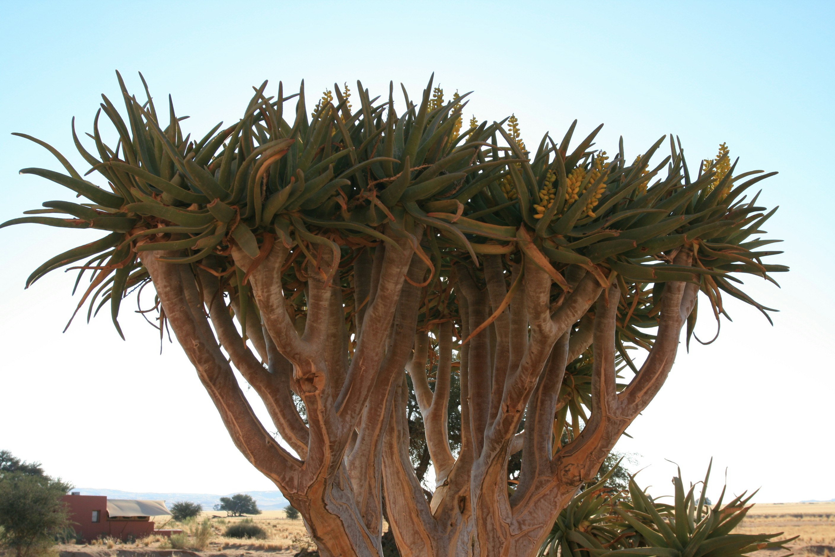 A large cactus tree in the middle of a desert photo – Free Namibia ...