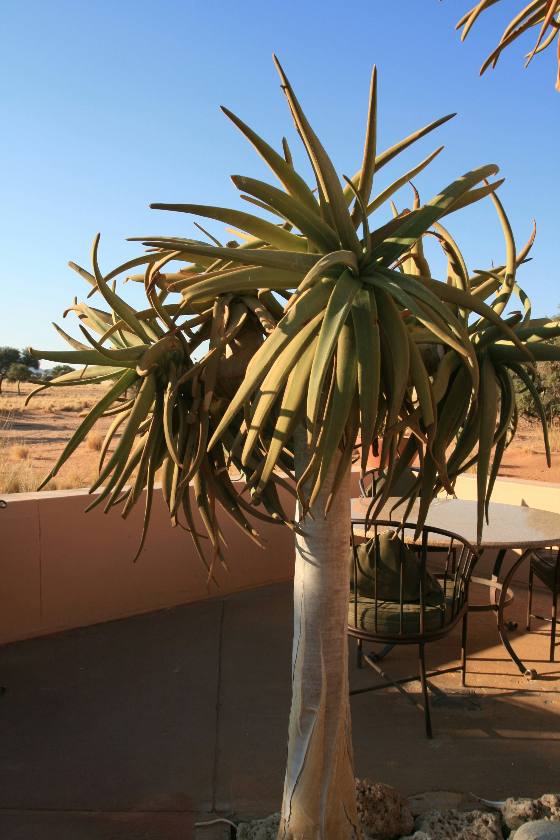 A palm tree in the middle of a patio photo – Free Namibia Image on Unsplash