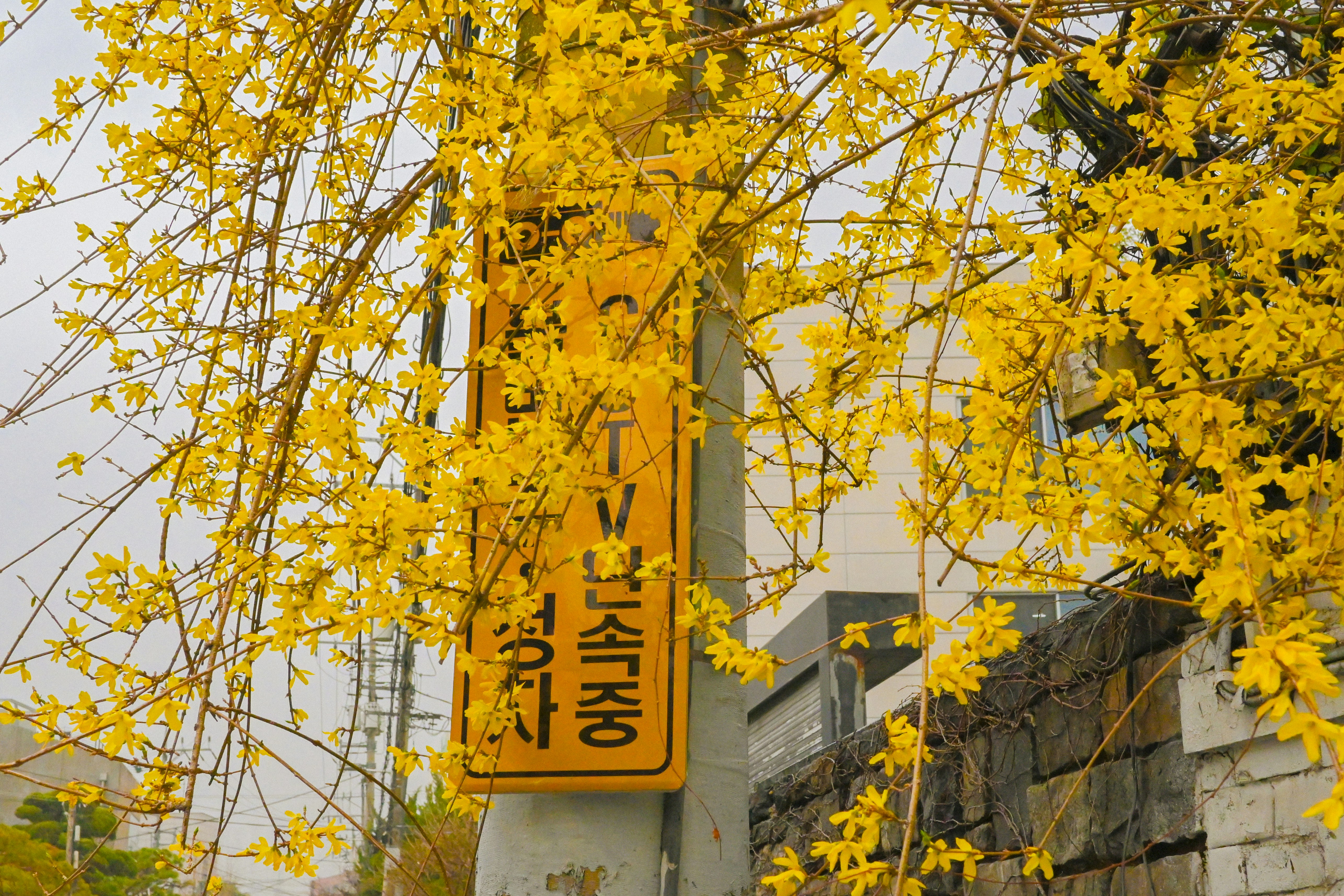 Golden Canopy Framing a Korean Street Sign
