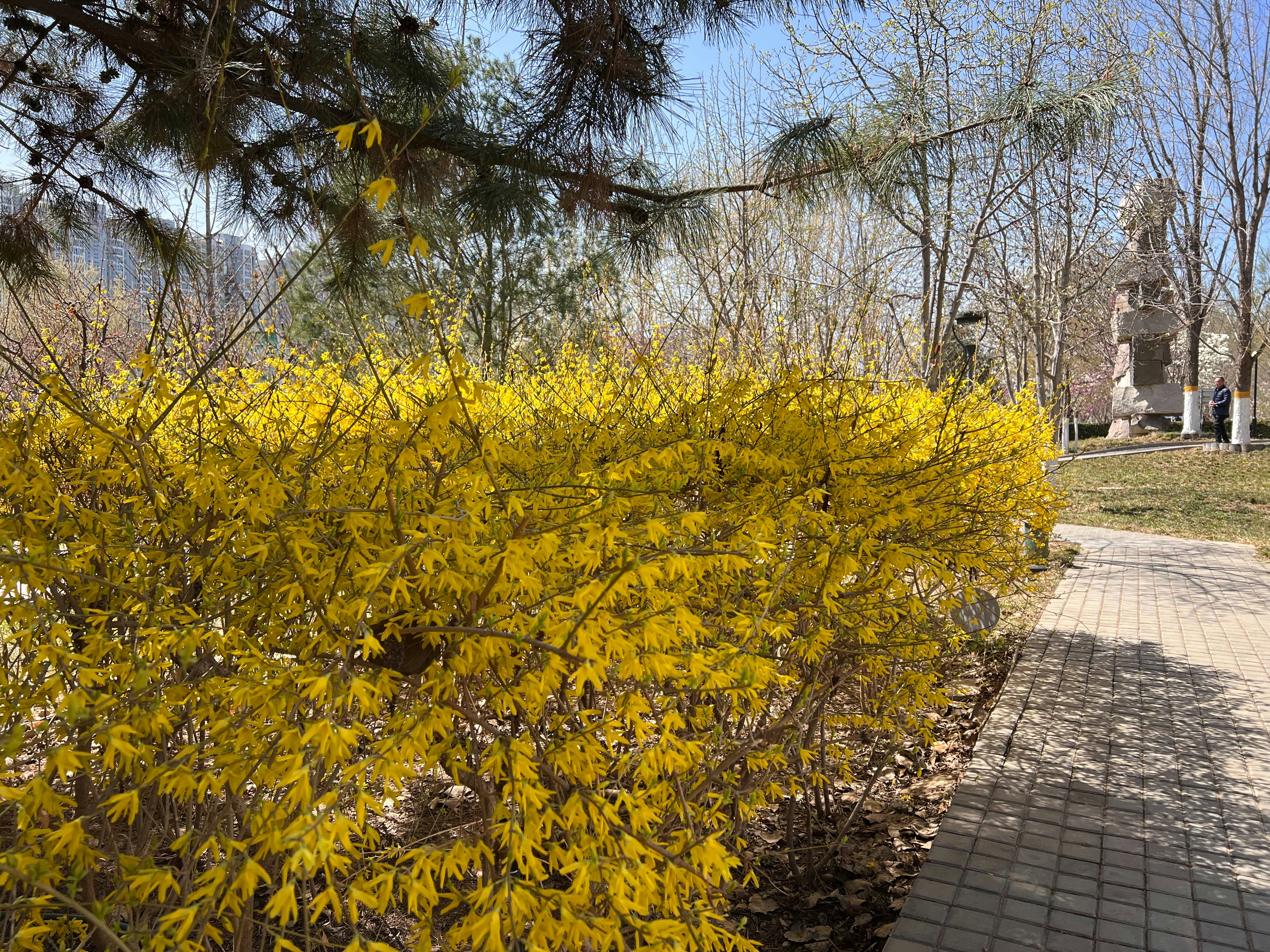 Golden Forsythia by a Sunlit Park Path