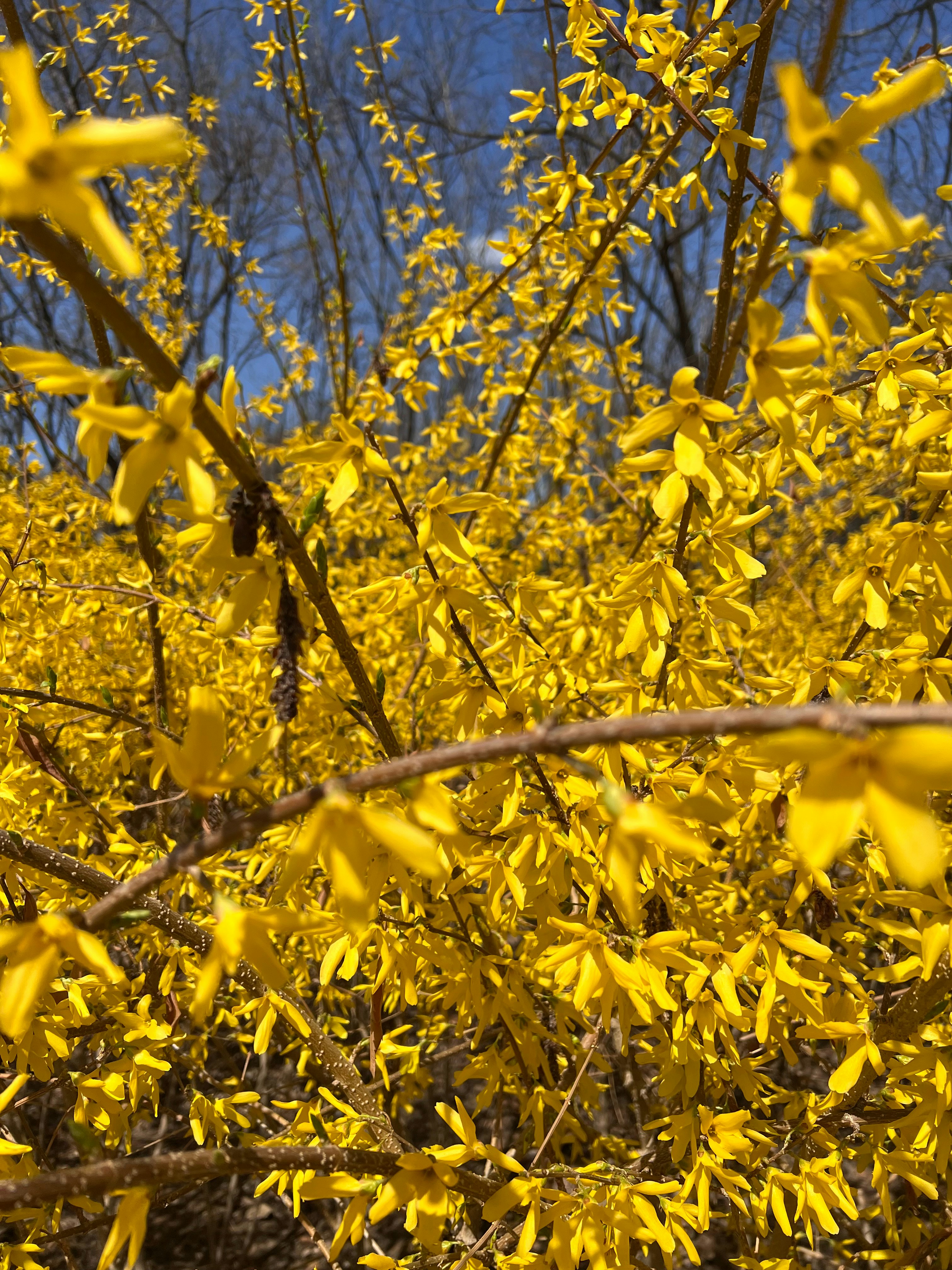 Sunlit Forsythia Chorus Against a Clear Spring Sky
