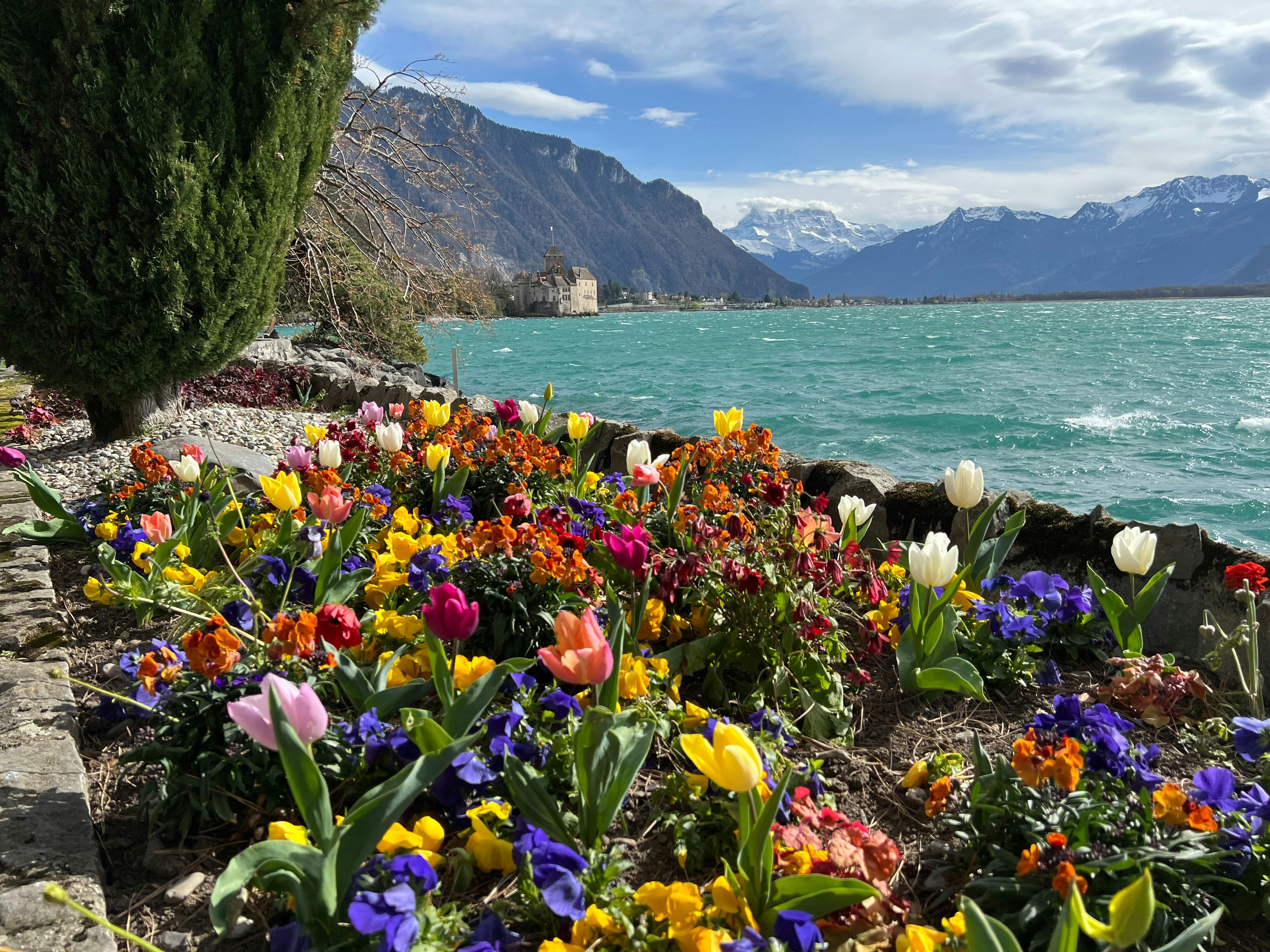 Tulip Terrace by a Turquoise Alpine Lake with Snow-Capped Peaks