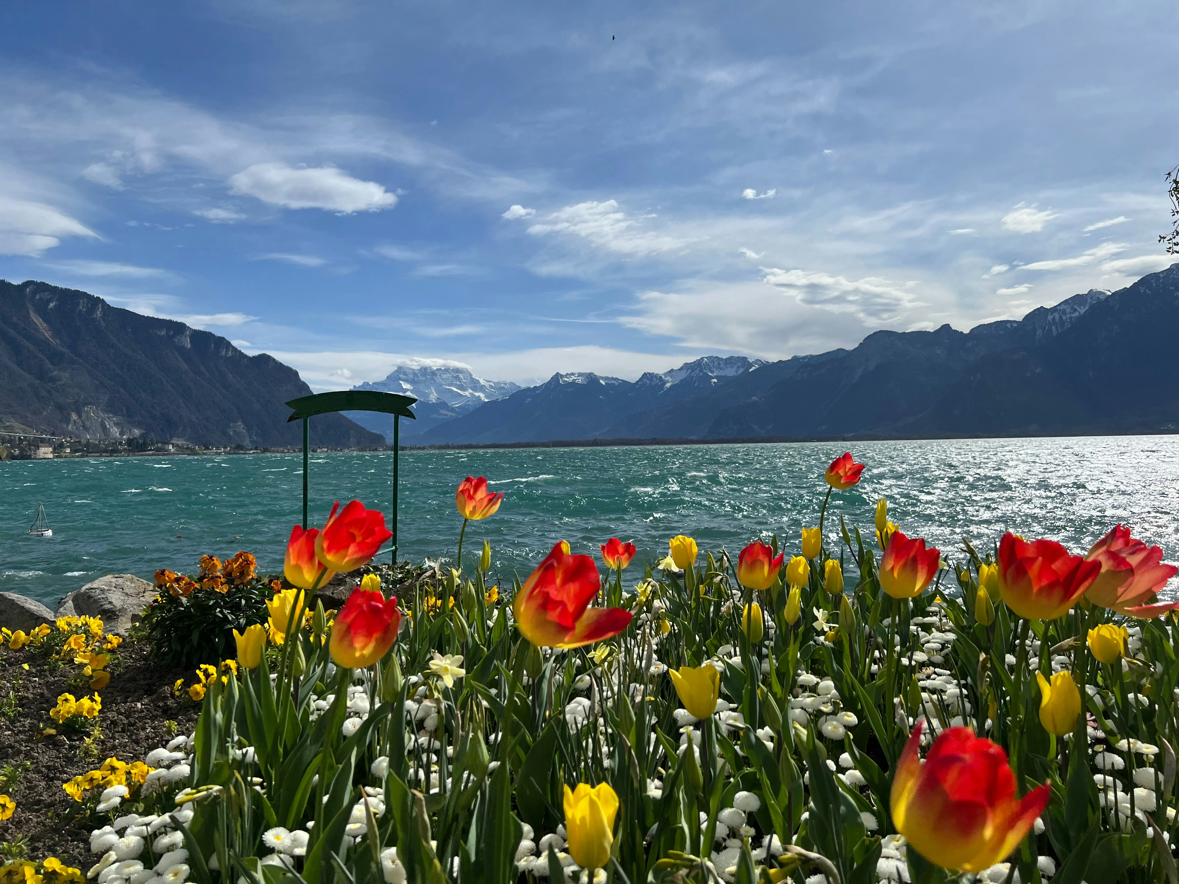 Tulip Parade Along an Alpine Turquoise Lake