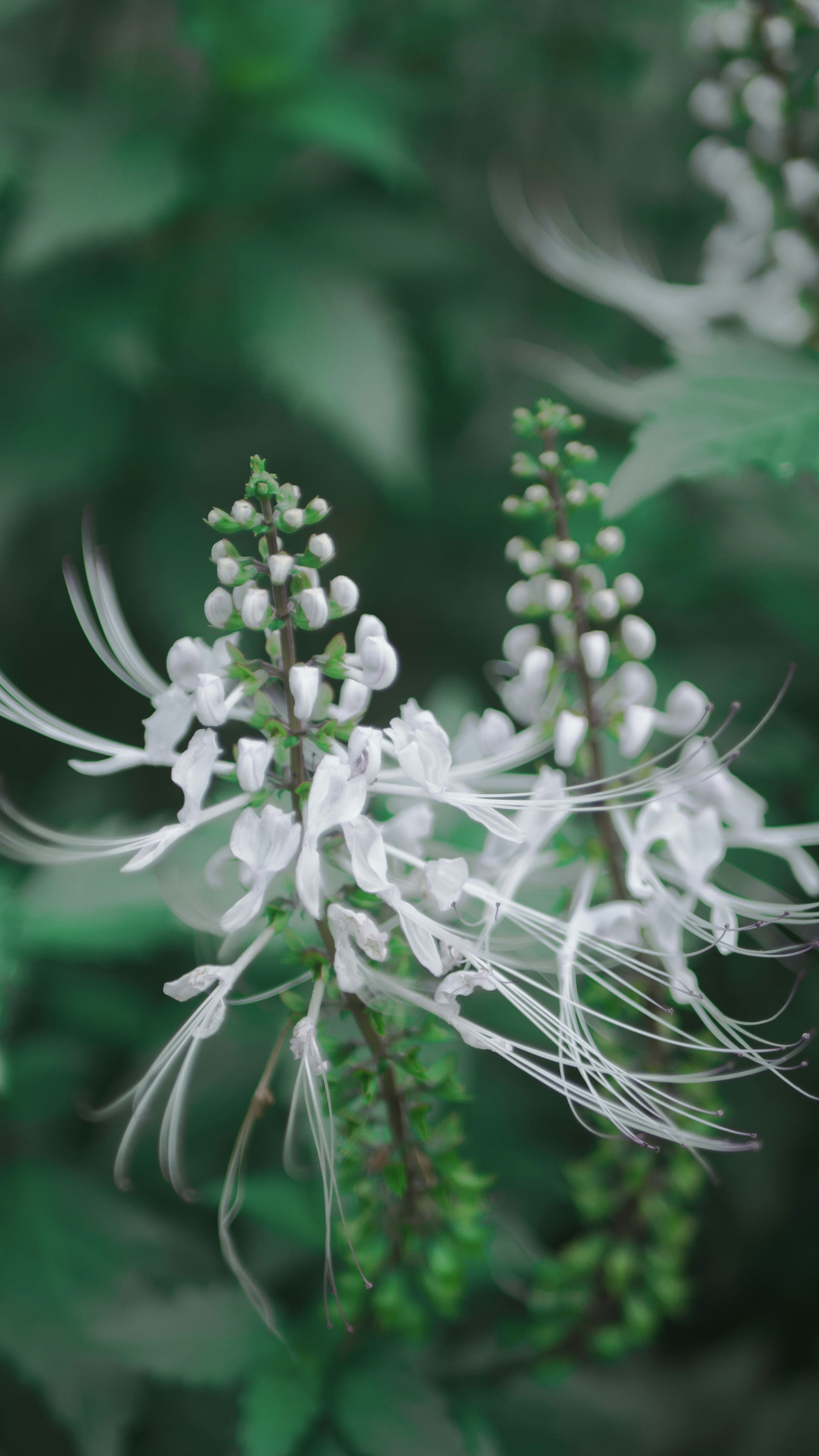 Whispering White Spires: Delicate Filaments Amid Emerald Haze