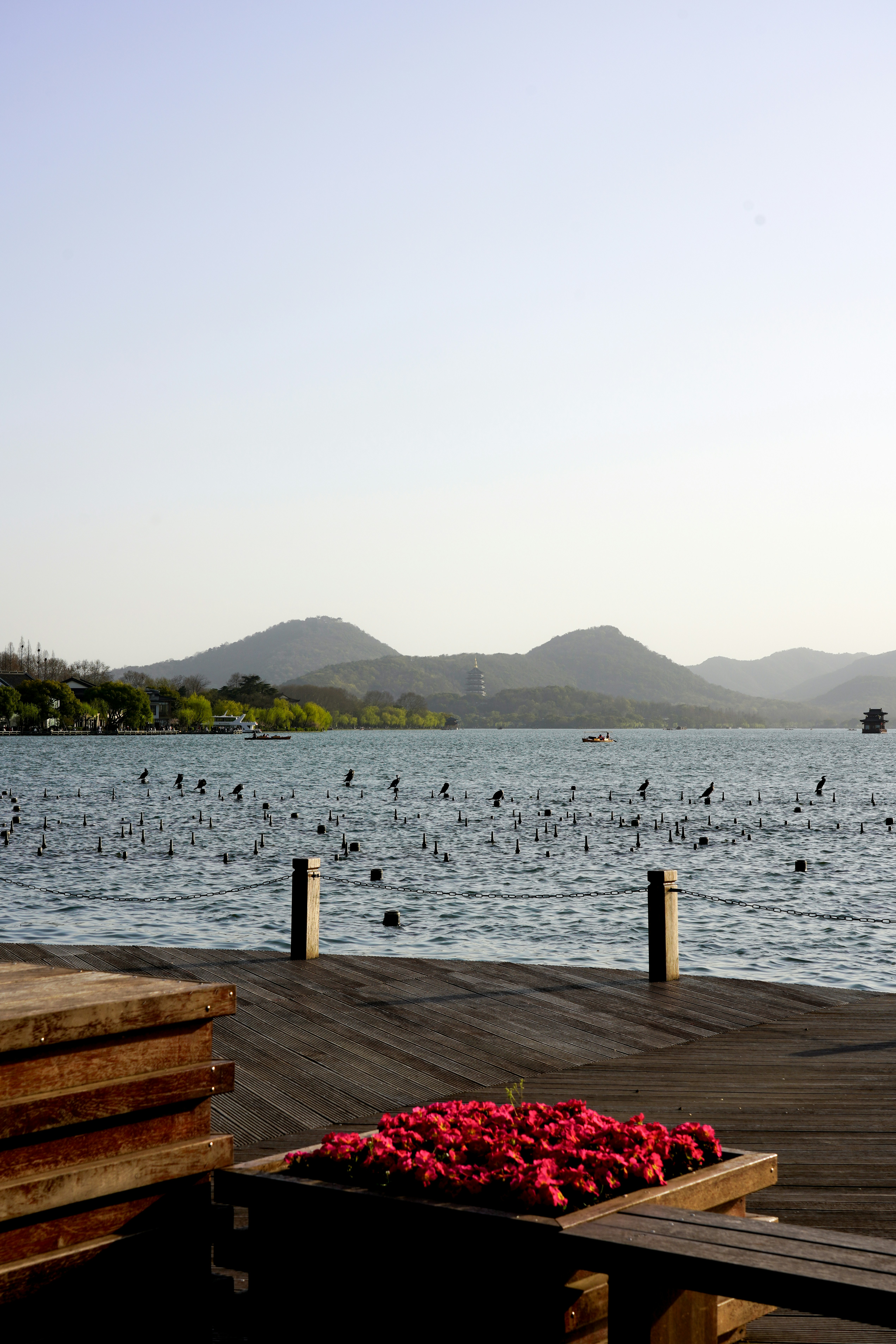 A large body of water filled with lots of birds photo – Free White ...