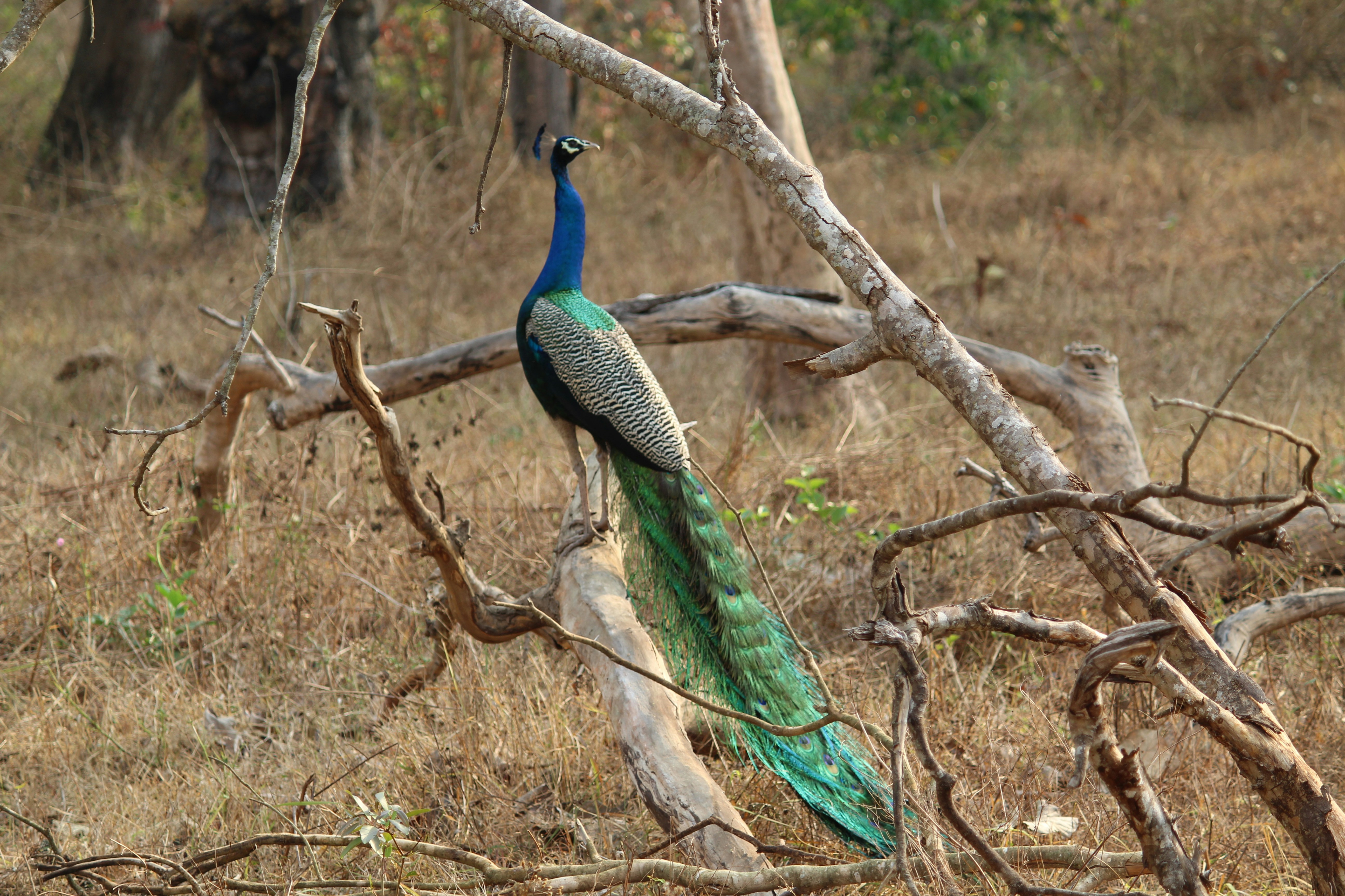 Emerald Plume on Weathered Branches