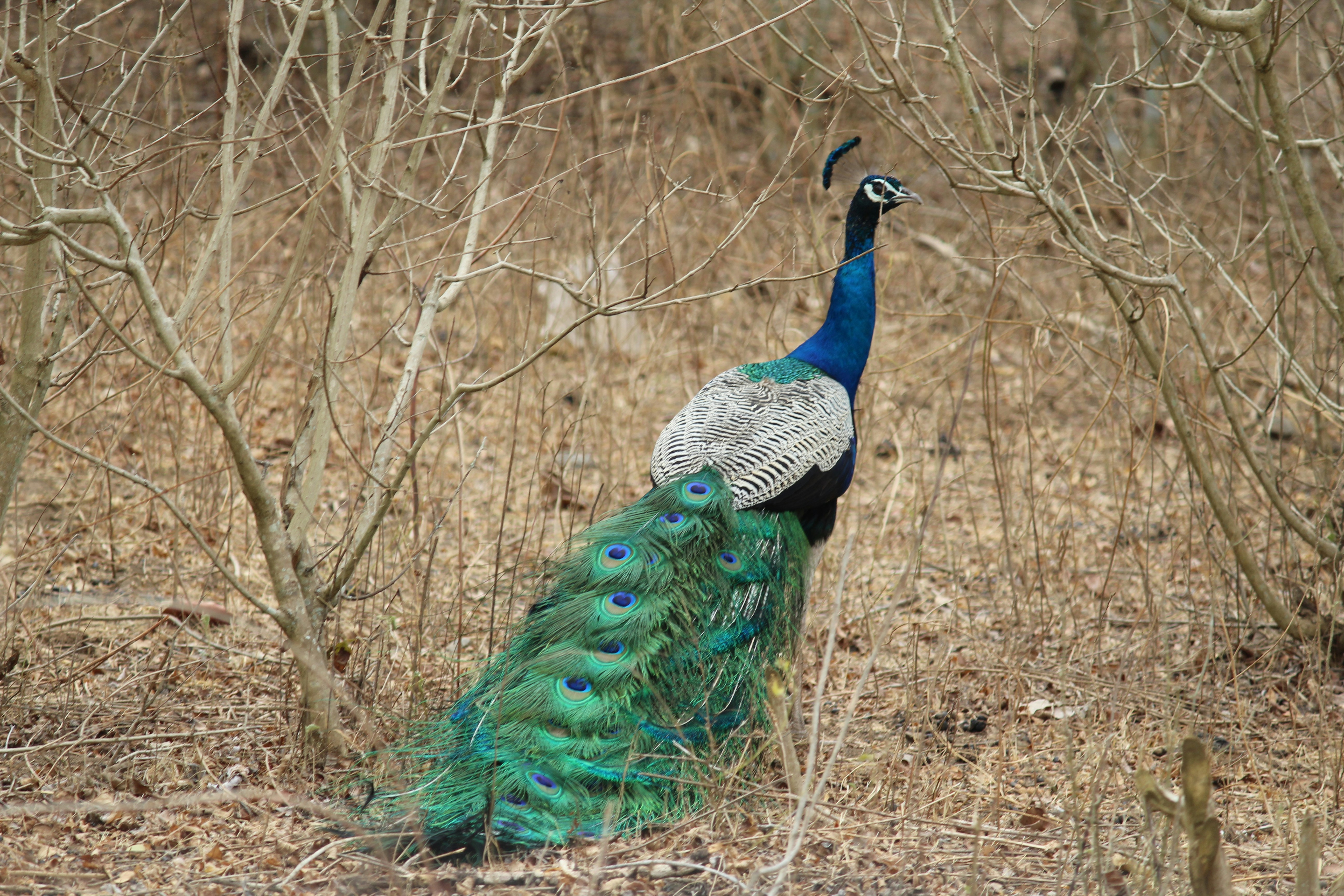 Iridescent Peacock in a Quiet Winter Thicket