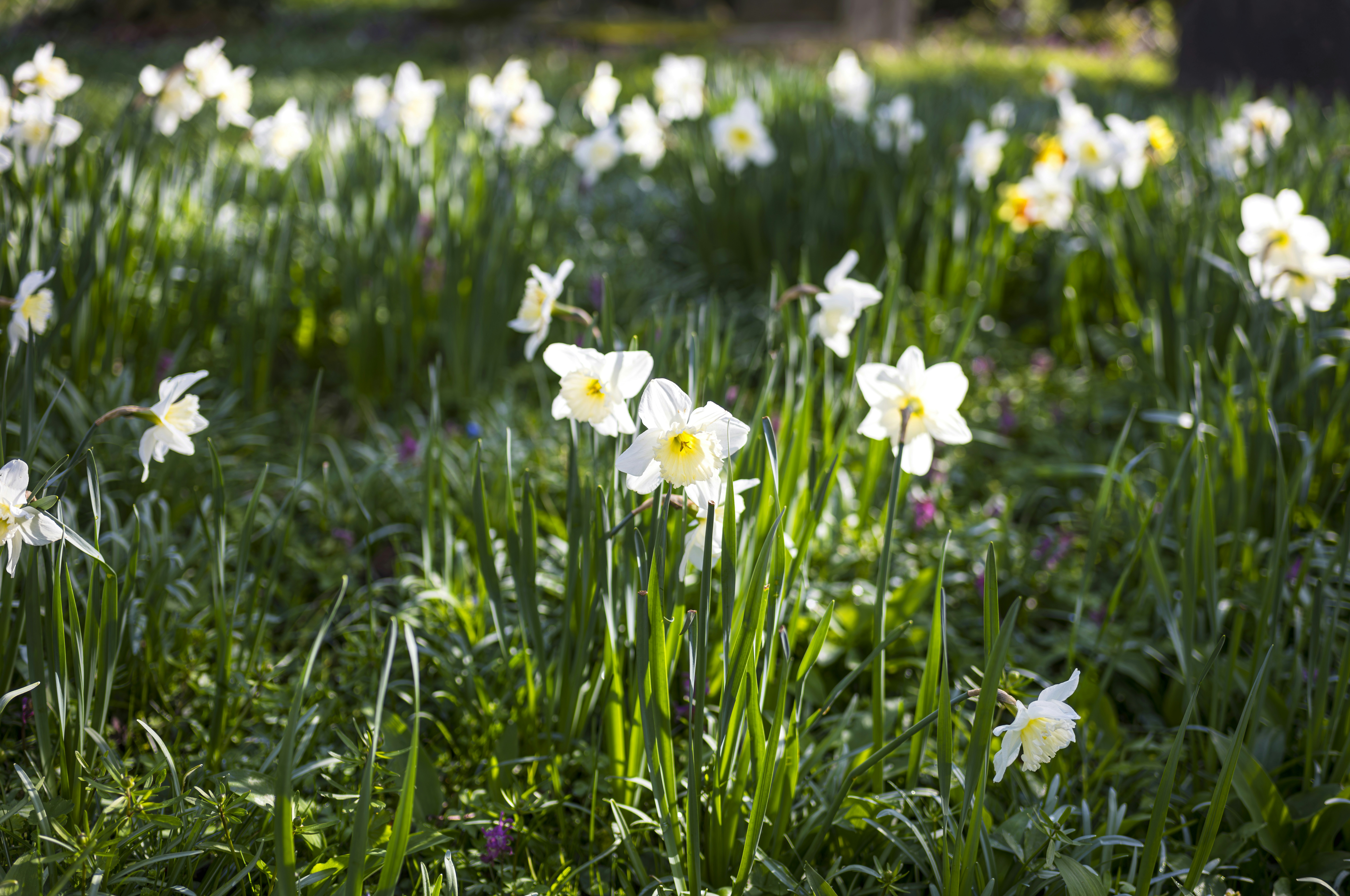 Sunlit Daffodils: A Quiet Meadow Morning