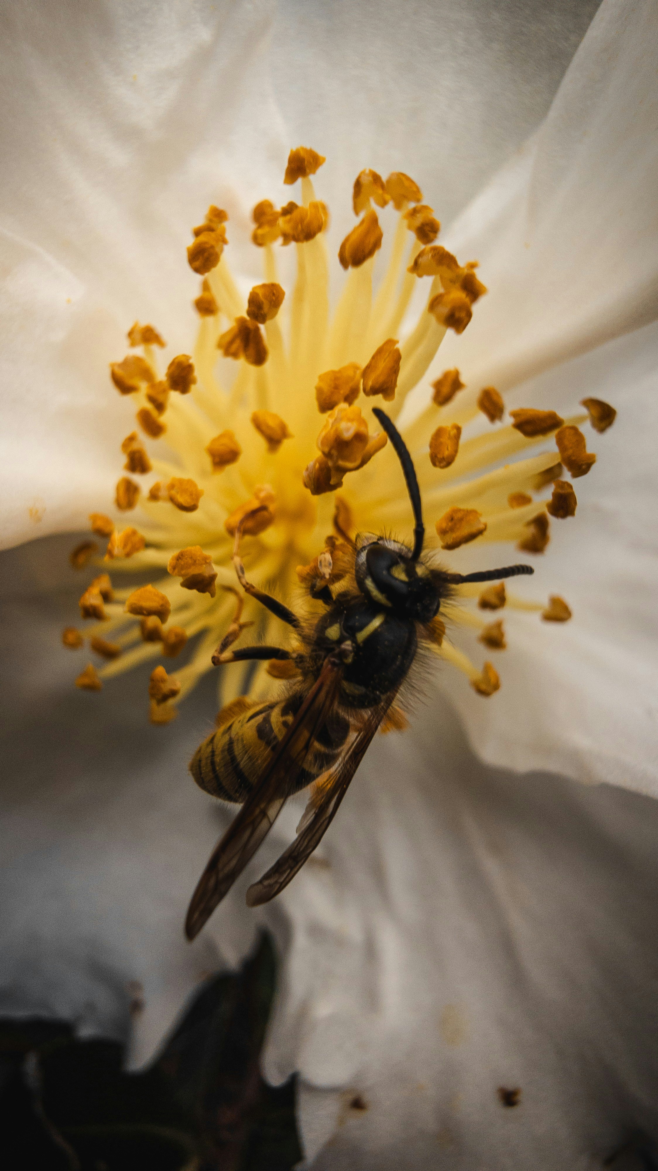 Photo by Ponnappa Kushalappa with Samsung Galaxy S24 Ultra