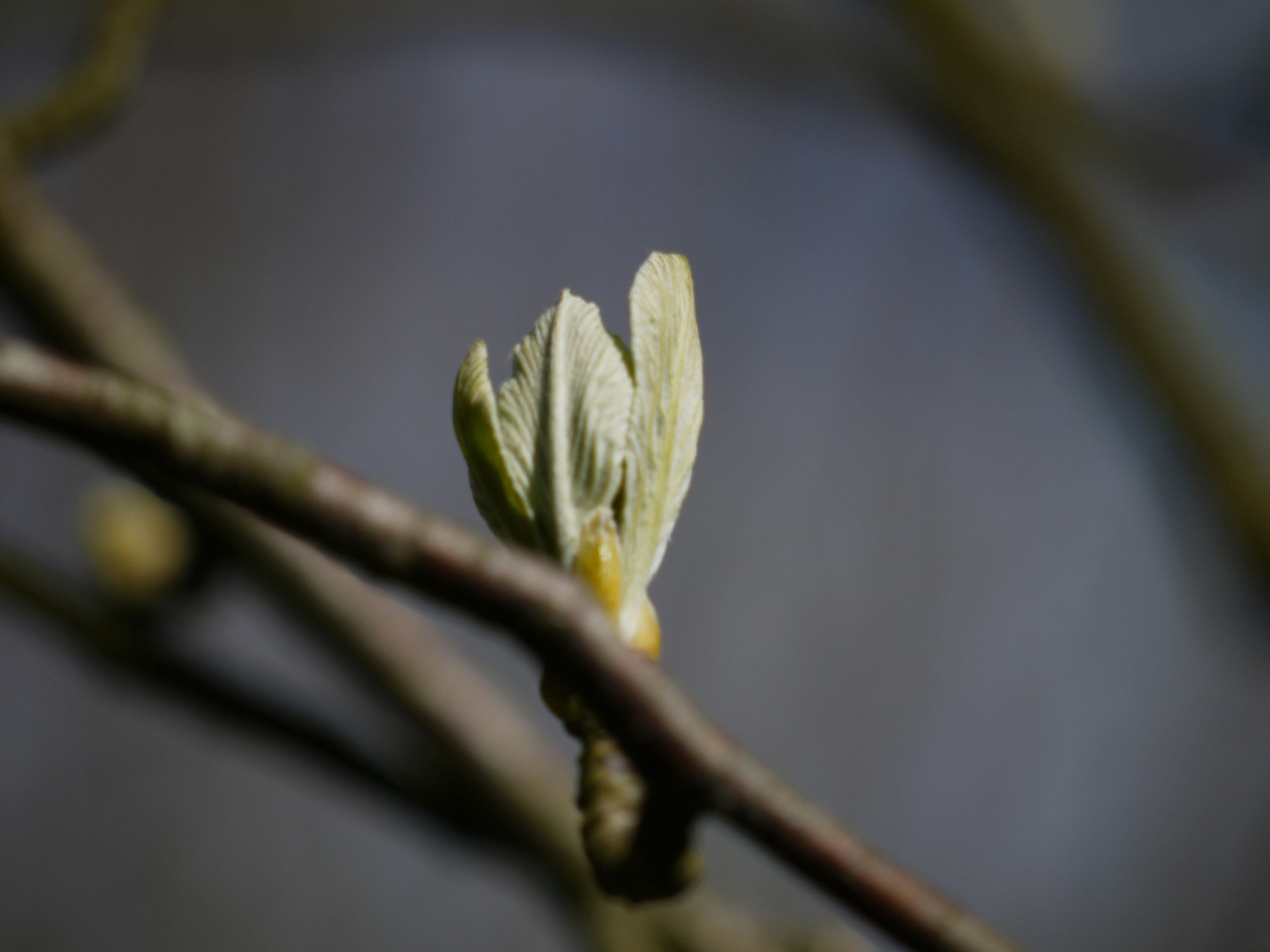 a close up of a leaf on a tree branch