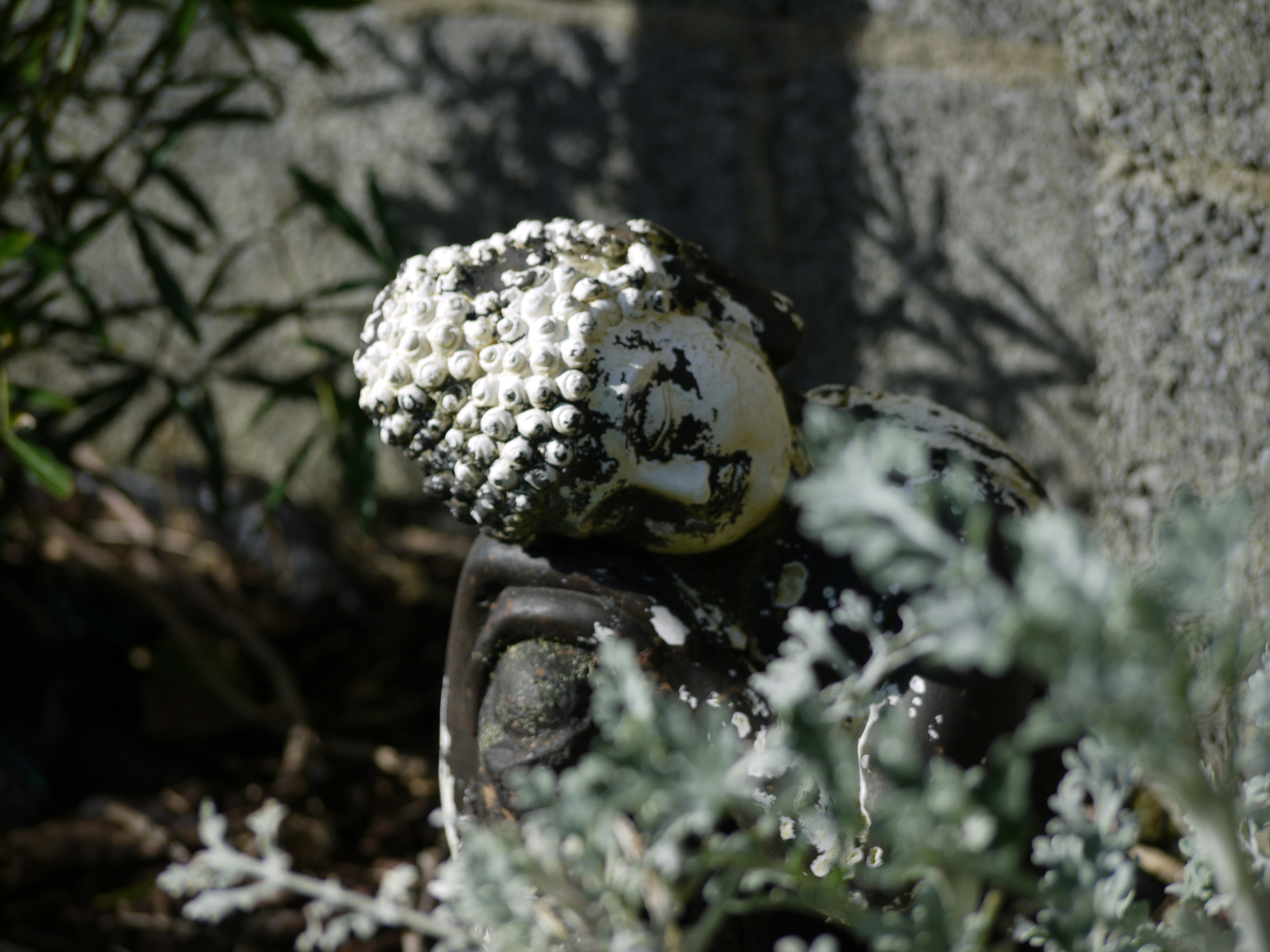 Close-up photograph of a textured, barnacle-like white orb perched on a dark pedestal against a rough stone wall.