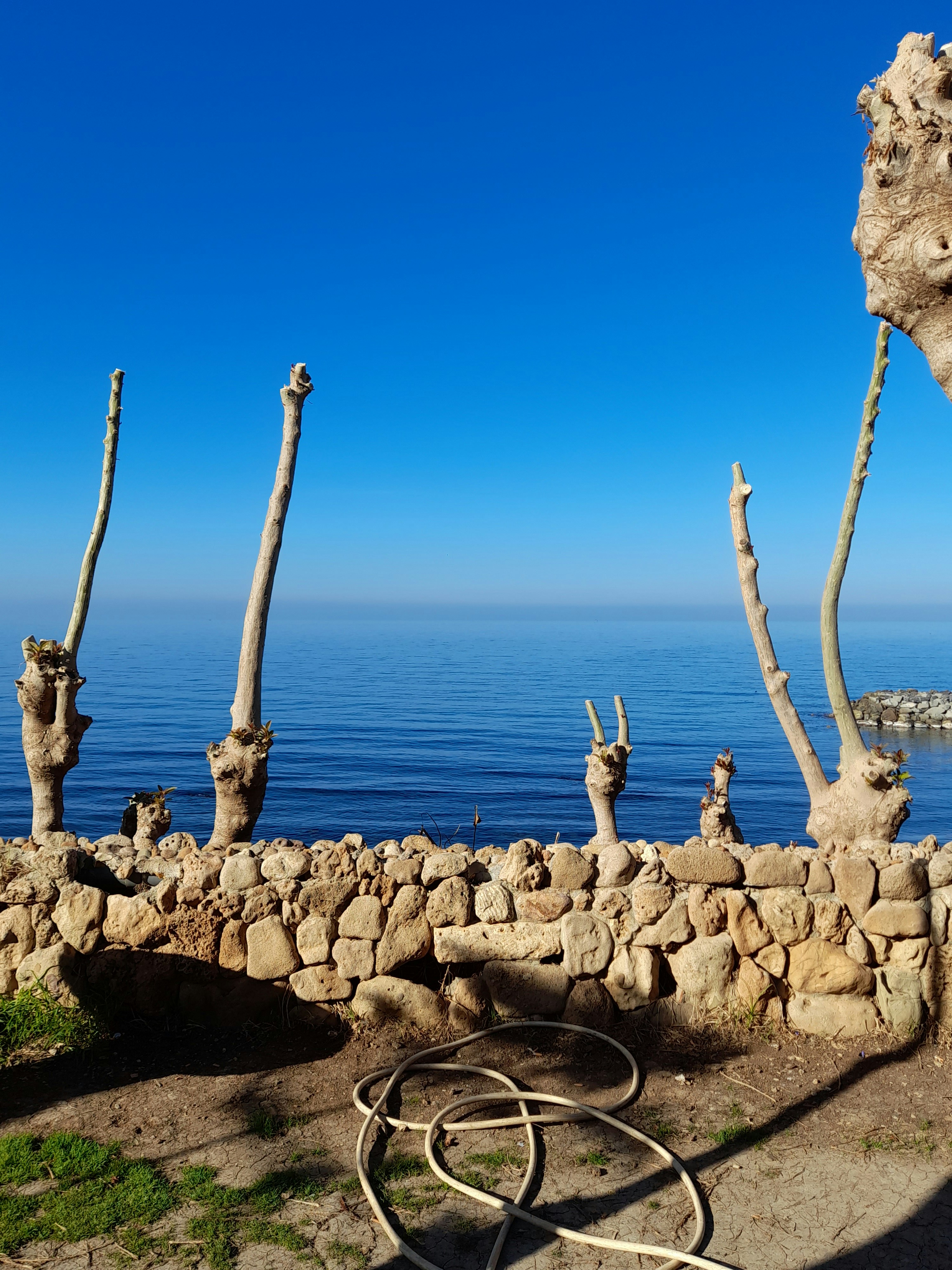 Sentinel by the Sea: Weathered trunks frame a quiet blue horizon