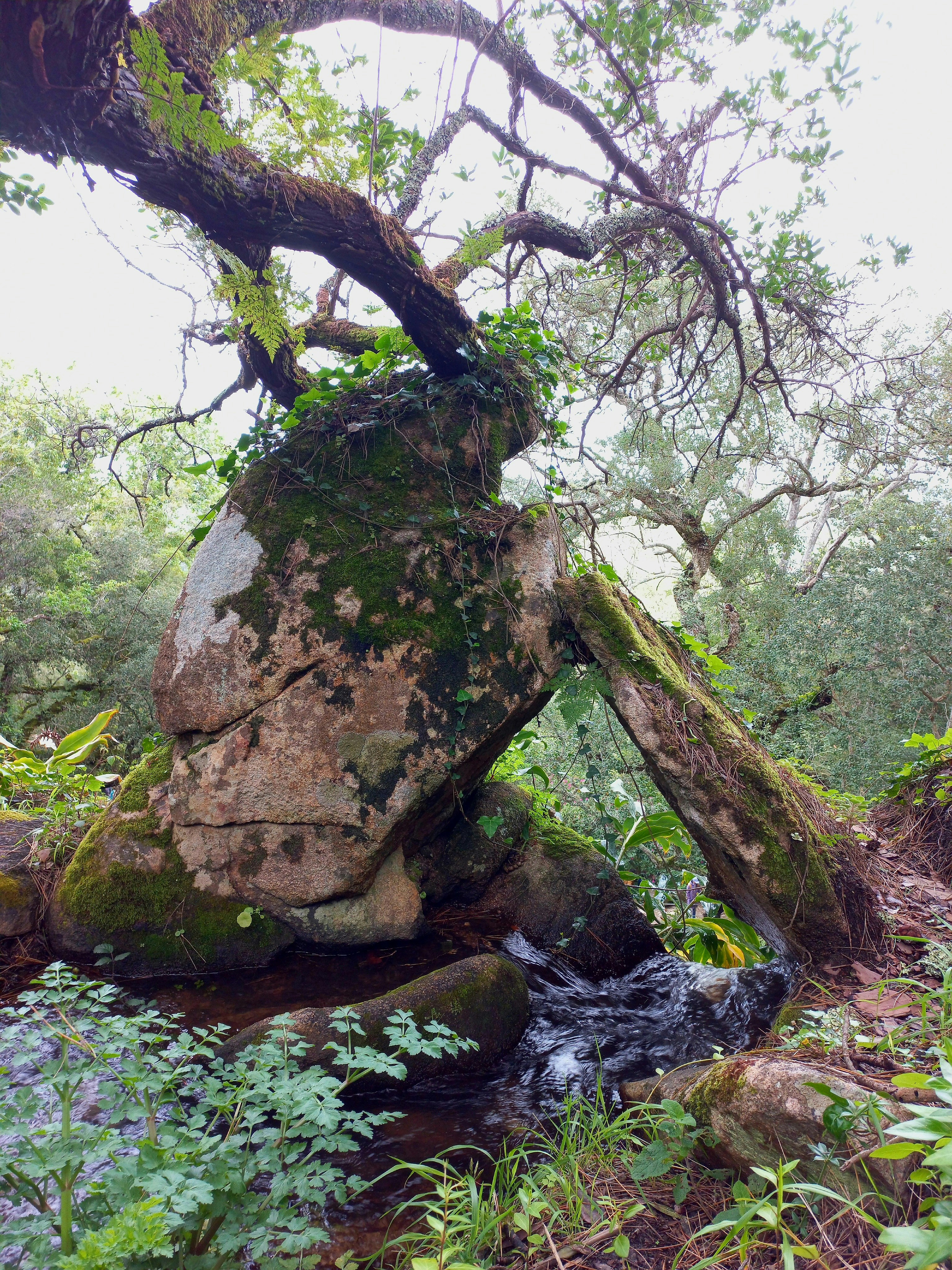 Moss-covered rock formation resembling a figure, framed by lush greenery and a flowing stream. The scene evokes a sense of tranquility and connection with nature.
