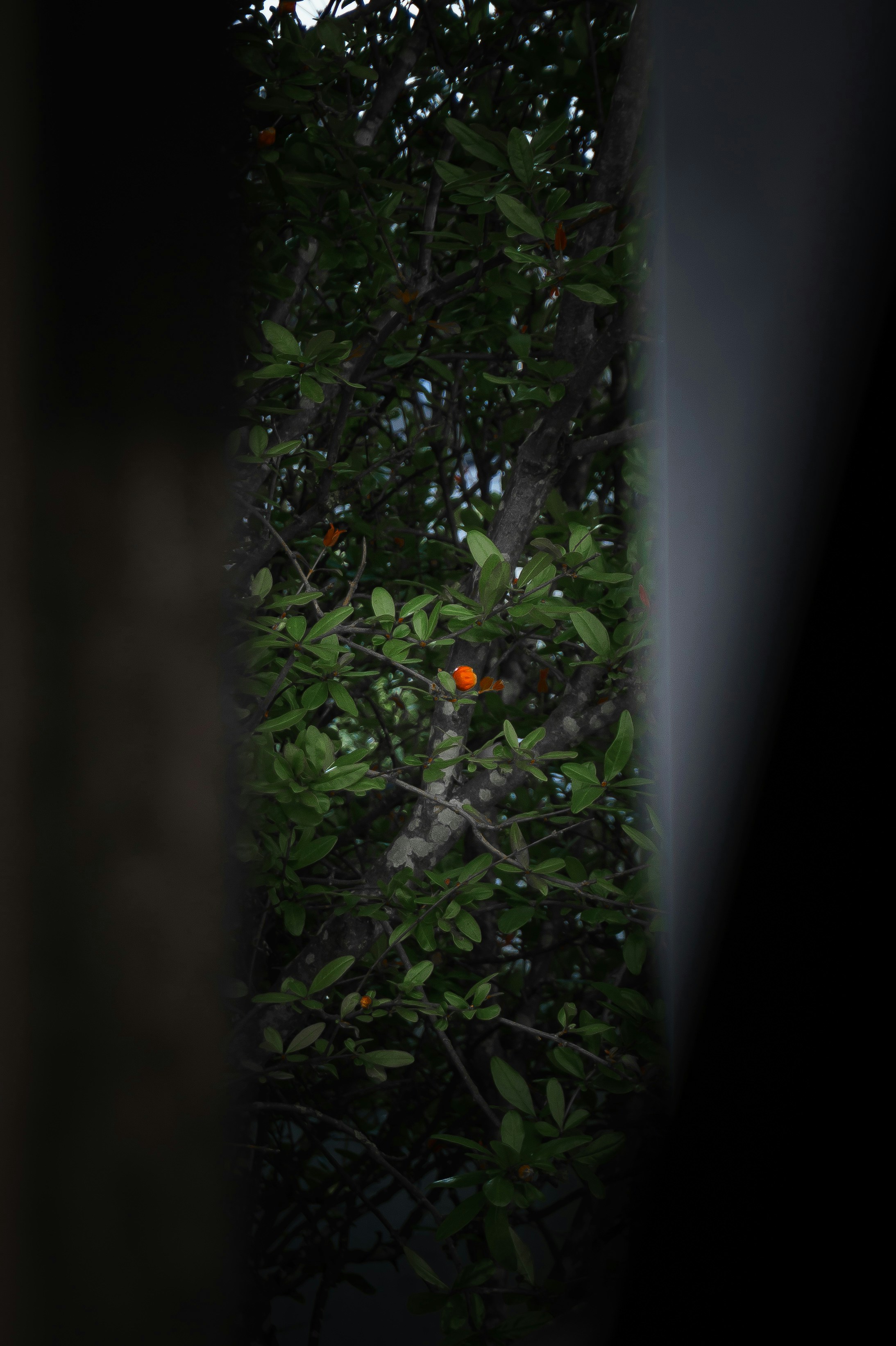 Between Shadow and Light: A Narrow View of Orange Berries in Foliage