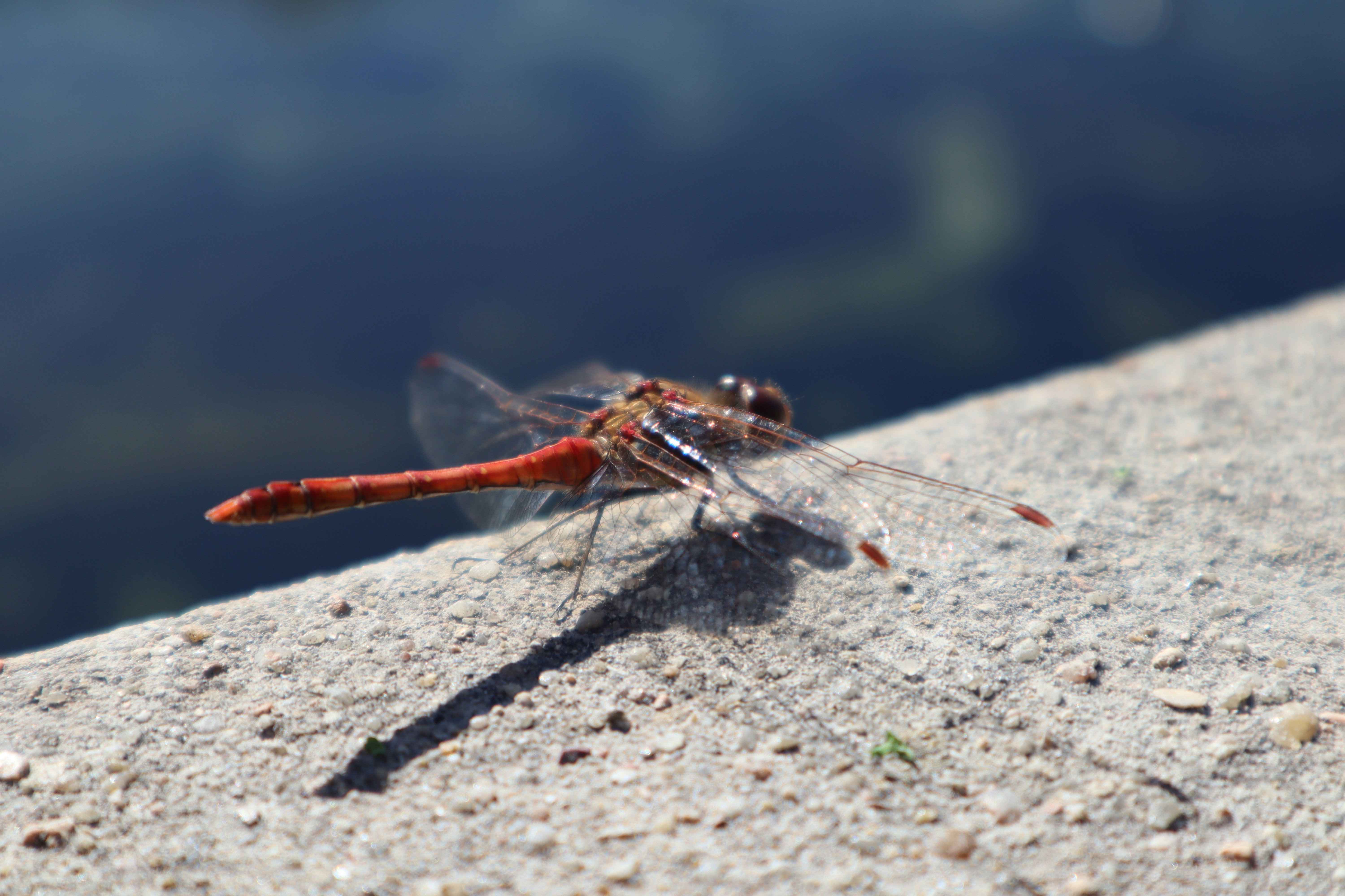 Crimson Dragonfly on a Weathered Rock Beside Quiet Blue Water