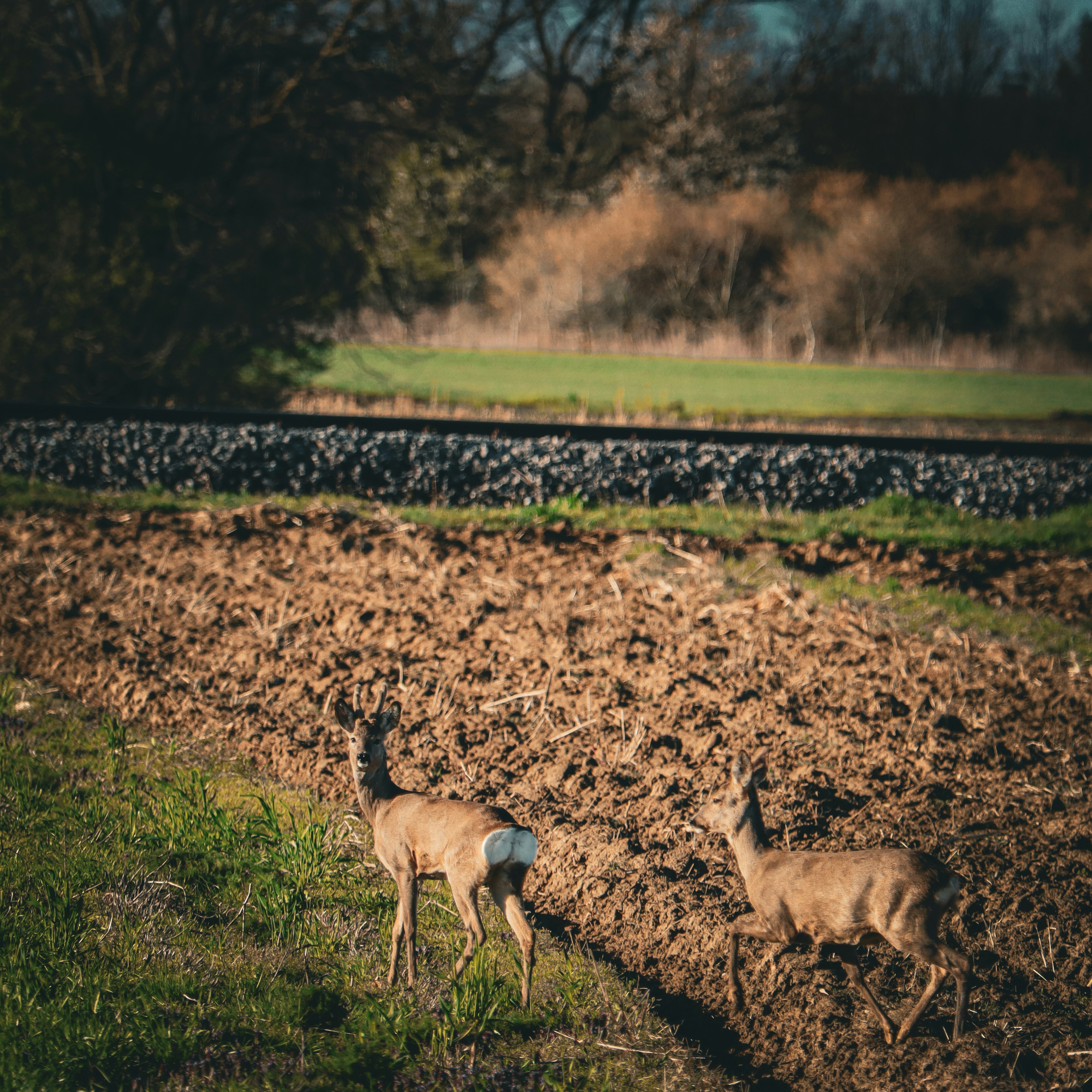 Quiet Herd on Sunlit Verge